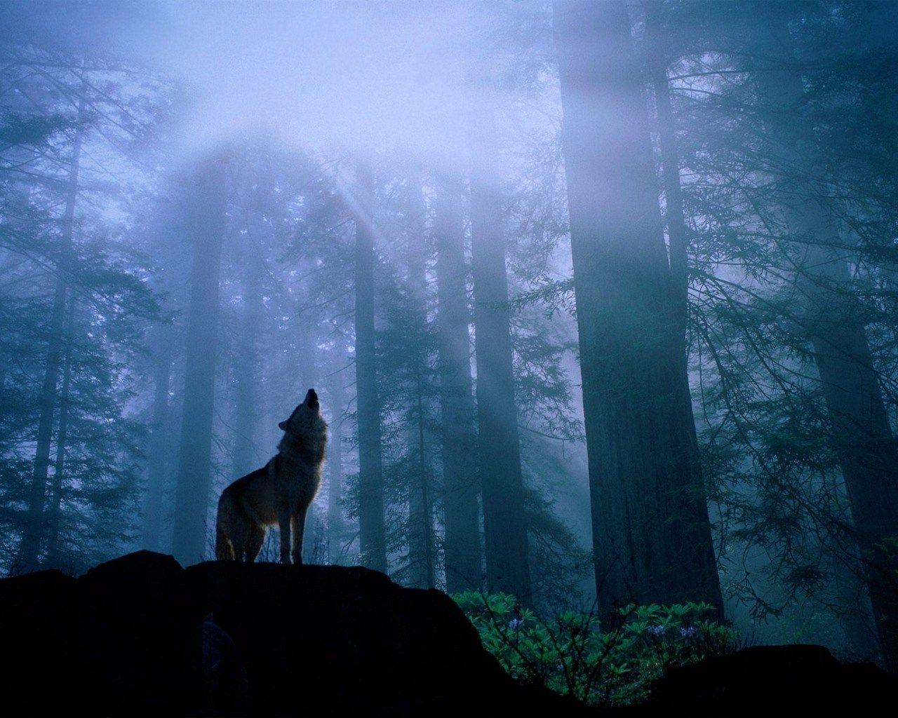 Earth Wolf Wallpapers - Top Free Earth Wolf Backgrounds - WallpaperAccess