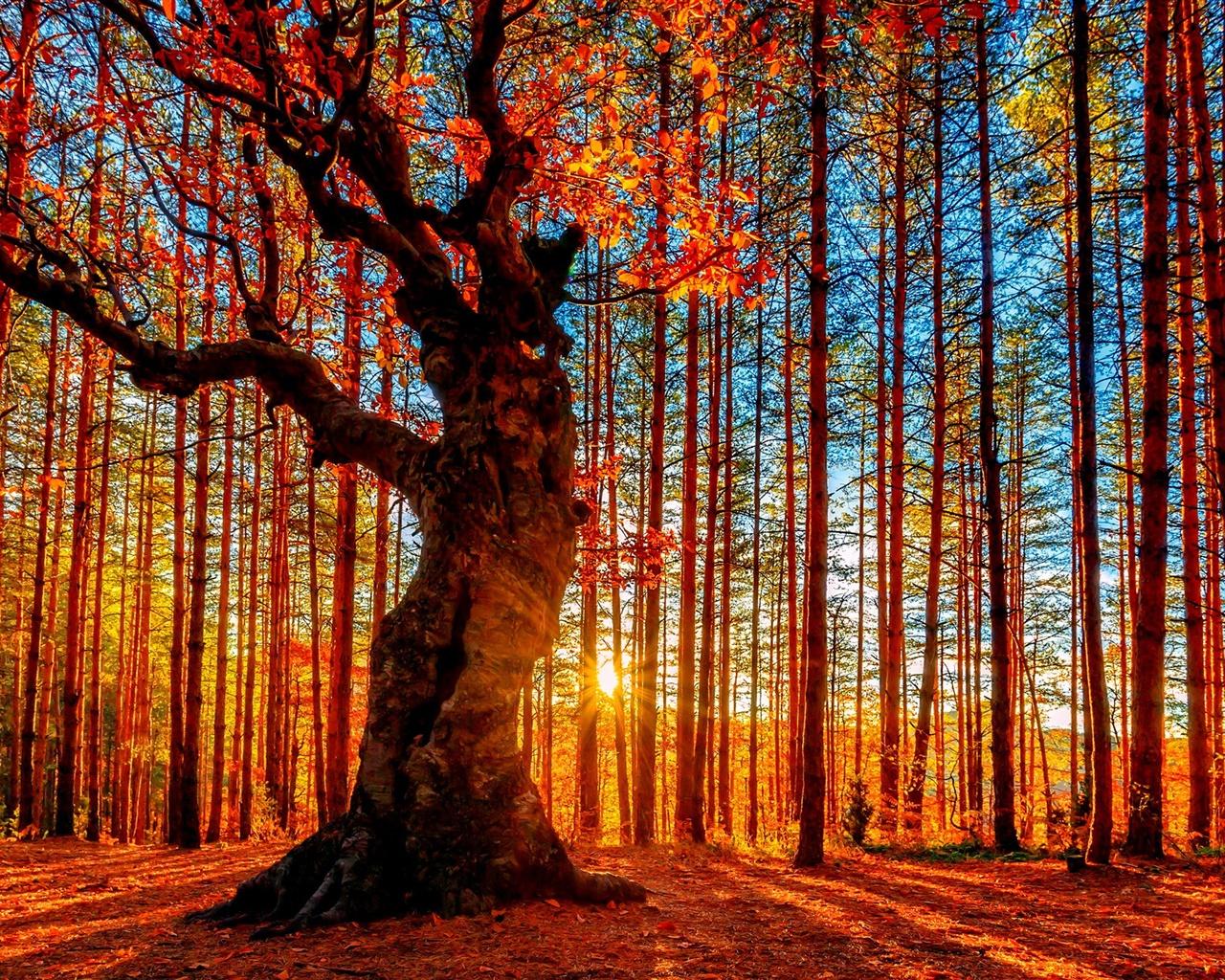Beautiful Fall Sunset Wallpapers - Top Free Beautiful Fall Sunset ...