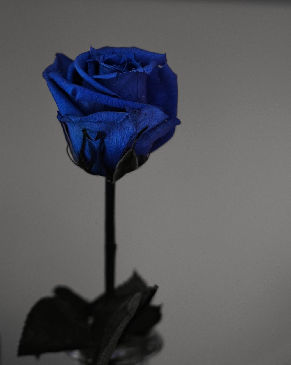 Dark Blue Rose Wallpapers - Top Free Dark Blue Rose Backgrounds ...