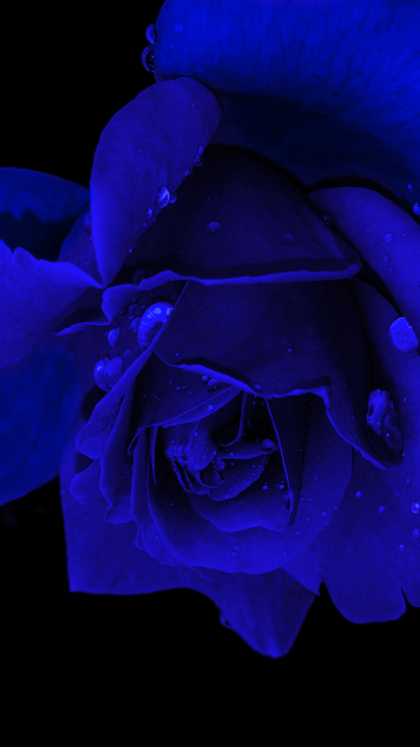 Dark Blue Rose Wallpapers - Top Free Dark Blue Rose Backgrounds ...