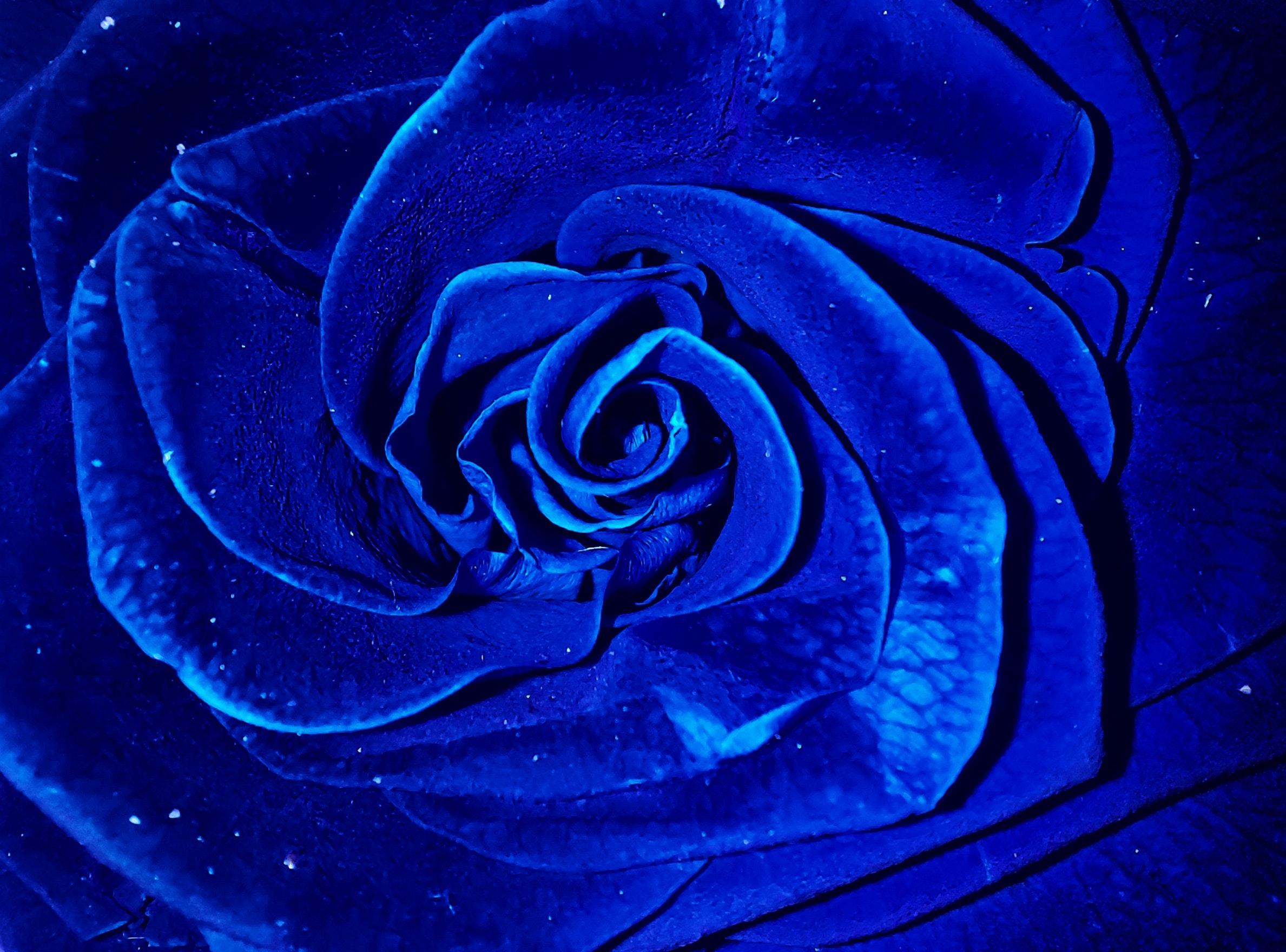 Dark Blue Rose Wallpapers - Top Free Dark Blue Rose Backgrounds ...