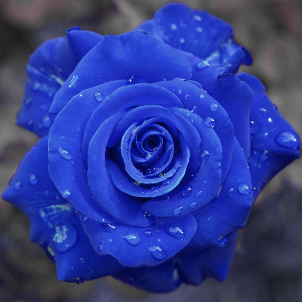 Dark Blue Rose Wallpapers - Top Free Dark Blue Rose Backgrounds ...