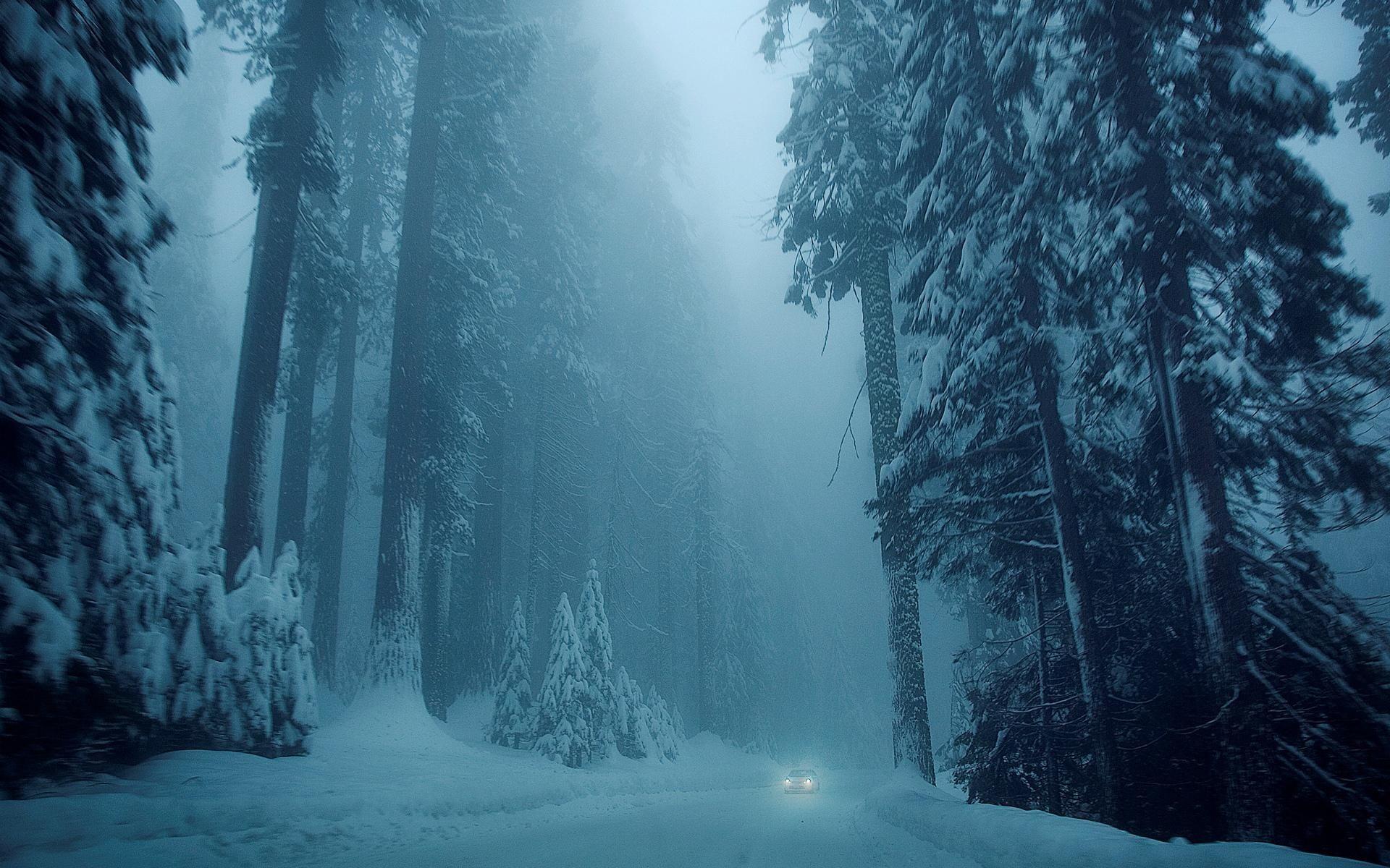Foggy Winter Forest Wallpapers - Top Free Foggy Winter Forest ...