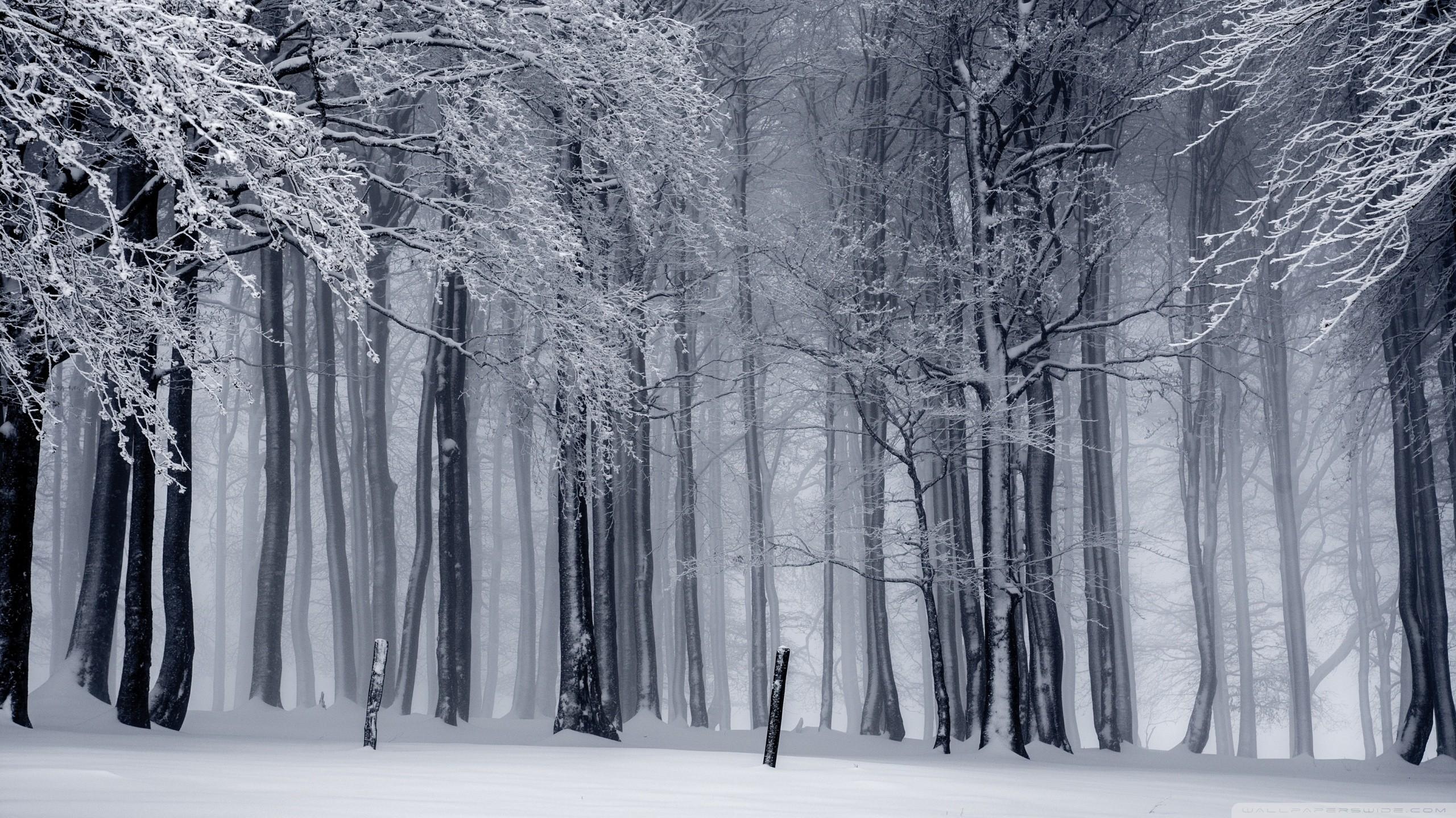 Foggy Winter Forest Wallpapers - Top Free Foggy Winter Forest ...