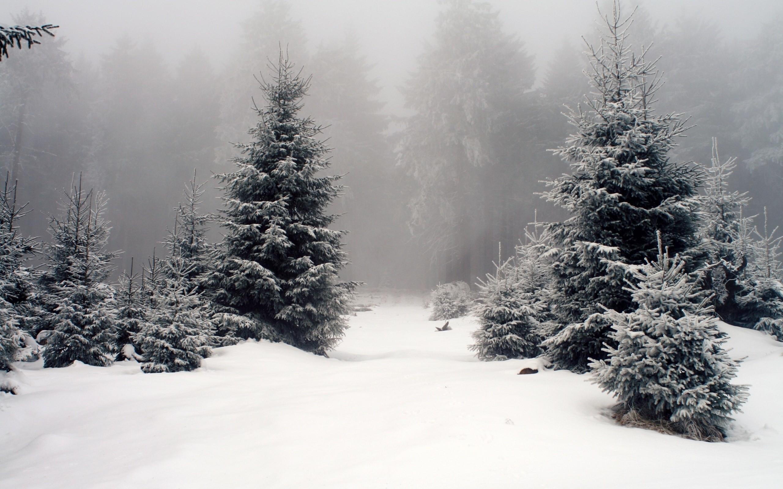 Foggy Winter Forest Wallpapers - Top Free Foggy Winter Forest ...
