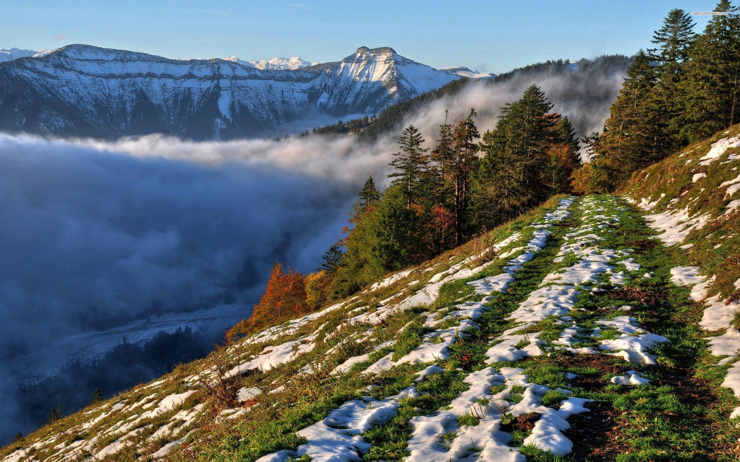 Foggy Winter Forest Wallpapers - Top Free Foggy Winter Forest ...