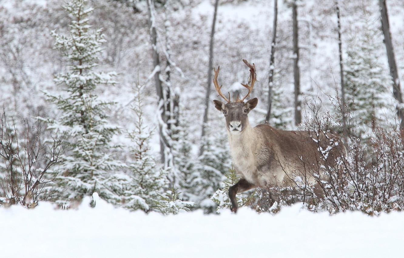 Winter Forest Deer Wallpapers - Top Free Winter Forest Deer Backgrounds ...
