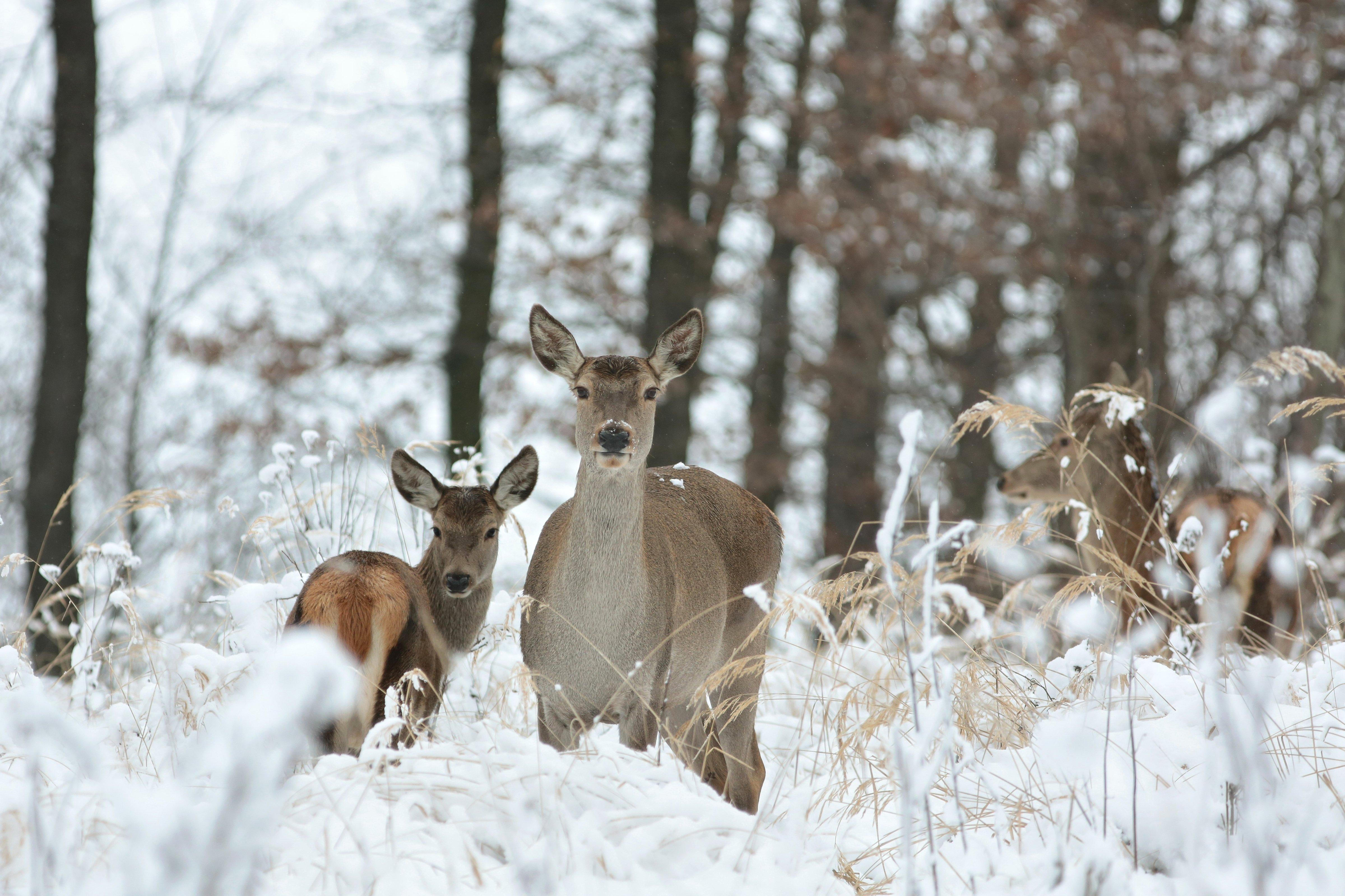 Winter Forest Deer Wallpapers - Top Free Winter Forest Deer Backgrounds ...