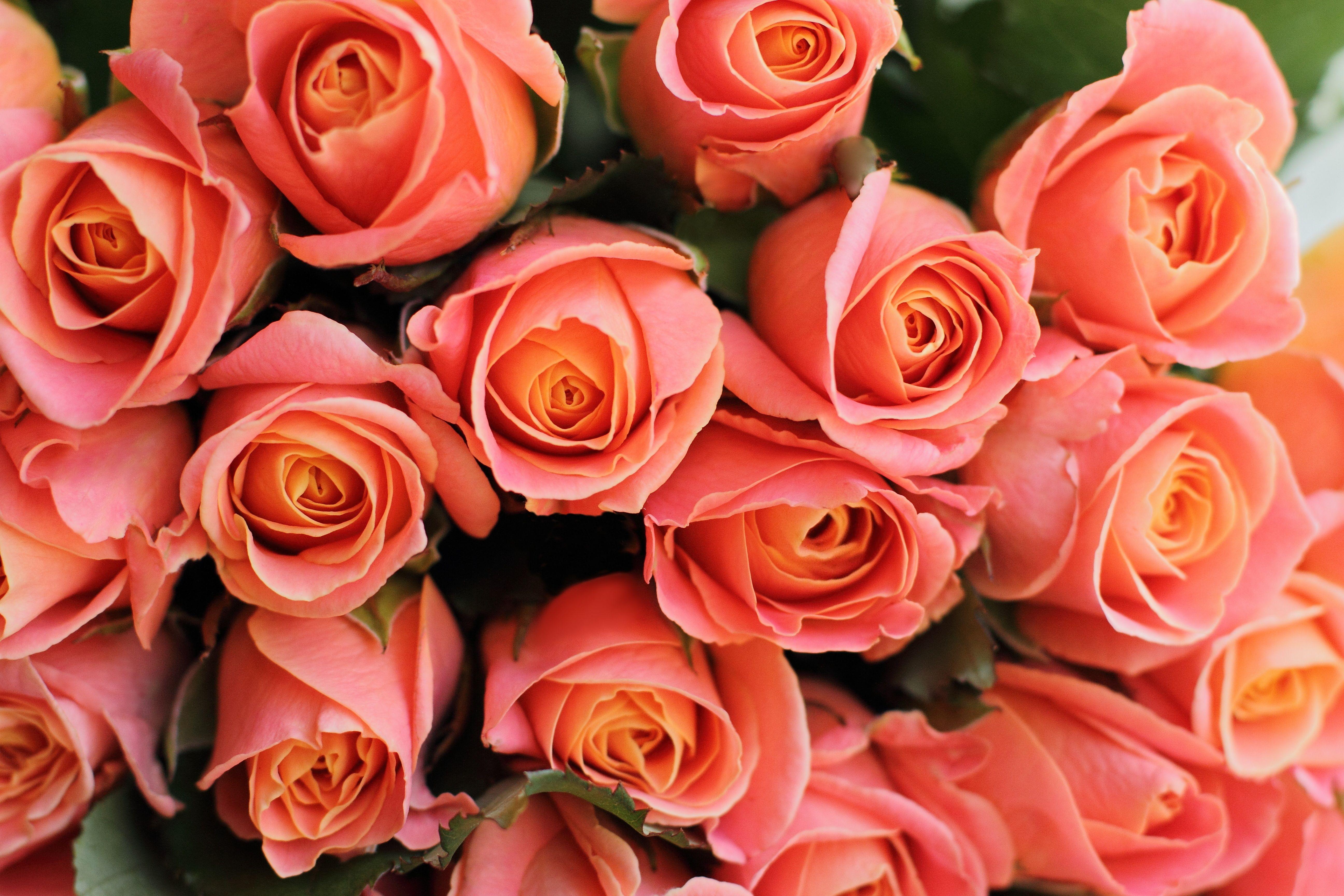 Coral Roses Wallpapers - Top Free Coral Roses Backgrounds - WallpaperAccess