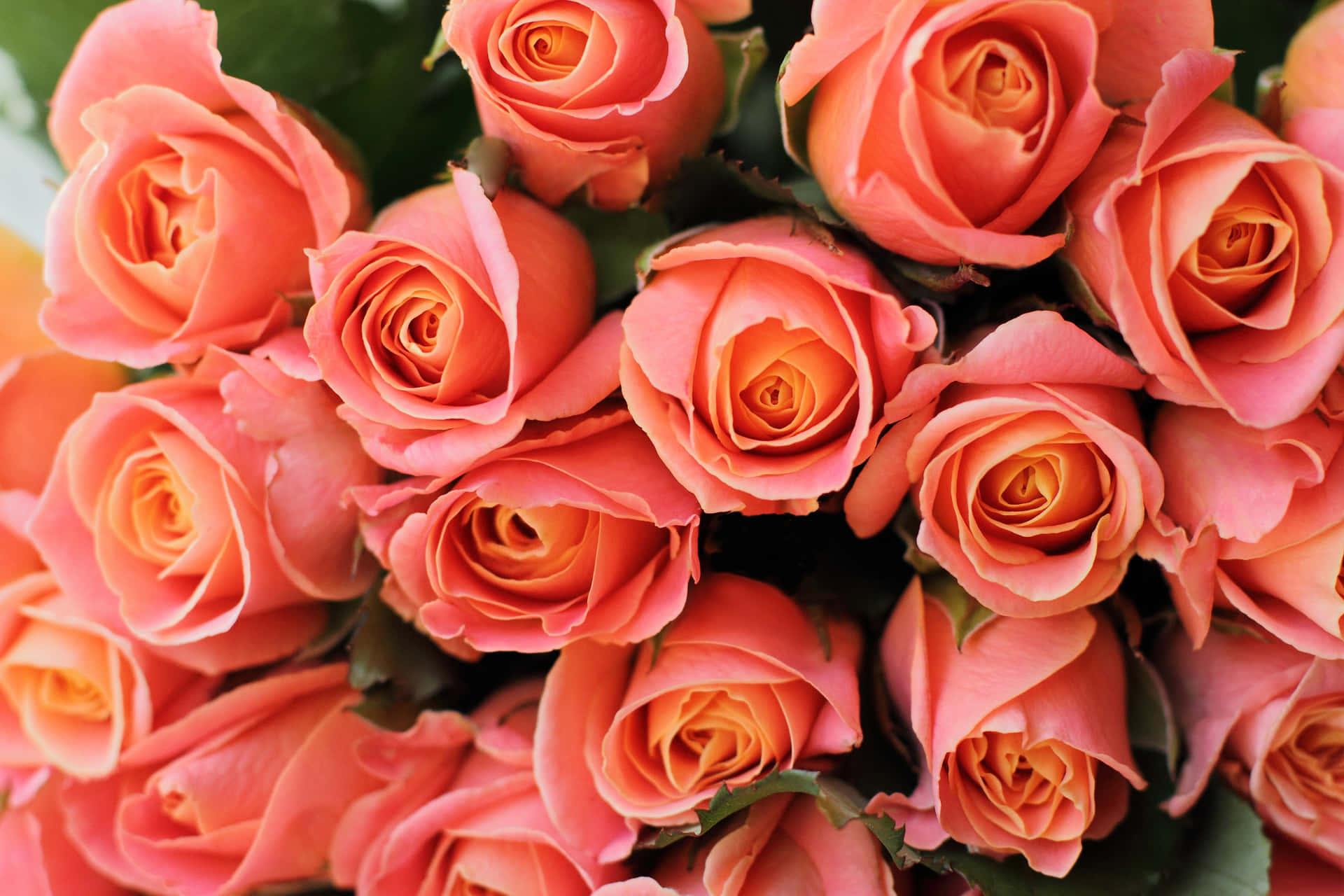 Coral Roses Wallpapers - Top Free Coral Roses Backgrounds - WallpaperAccess