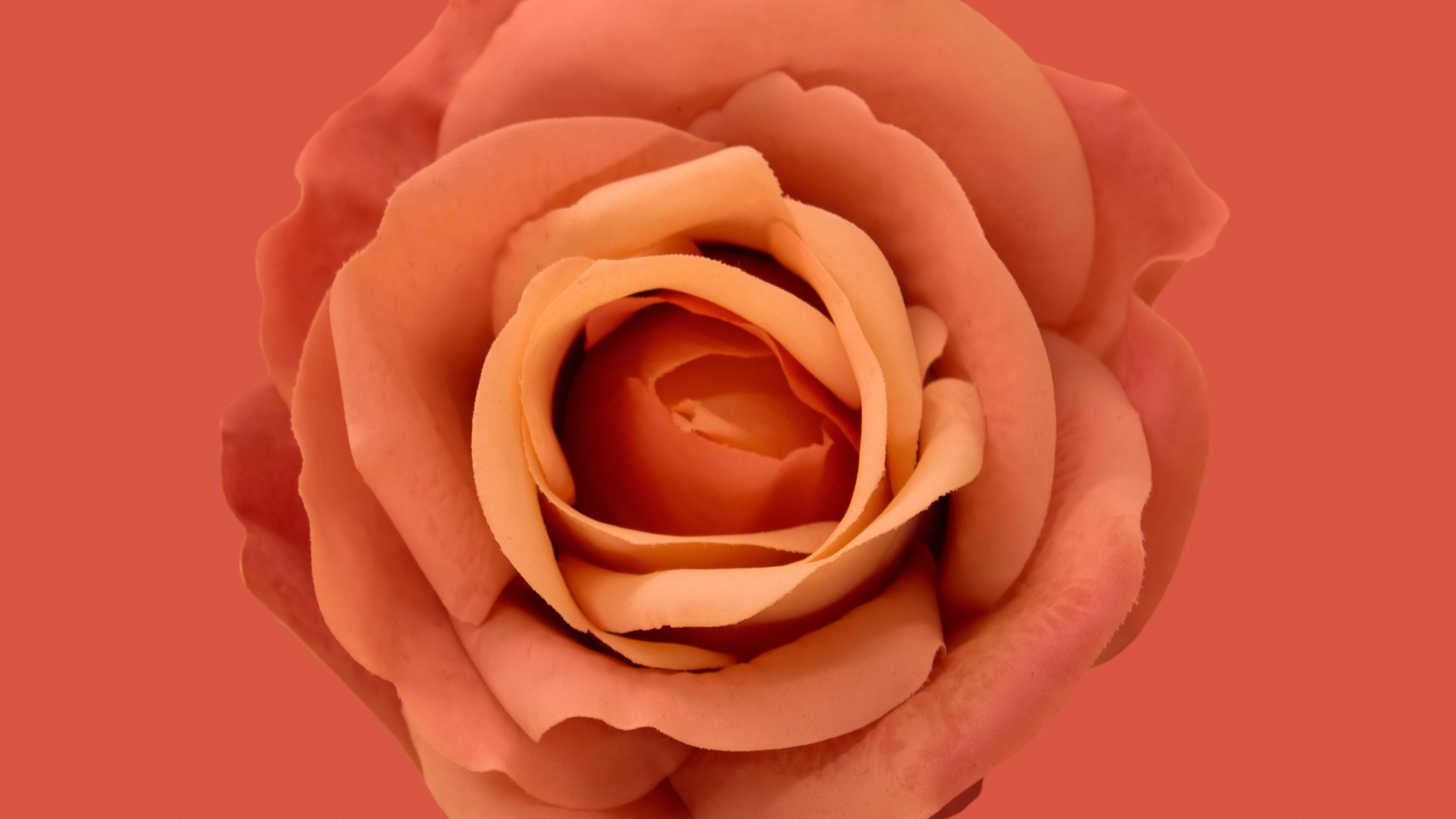 Coral Roses Wallpapers - Top Free Coral Roses Backgrounds - WallpaperAccess