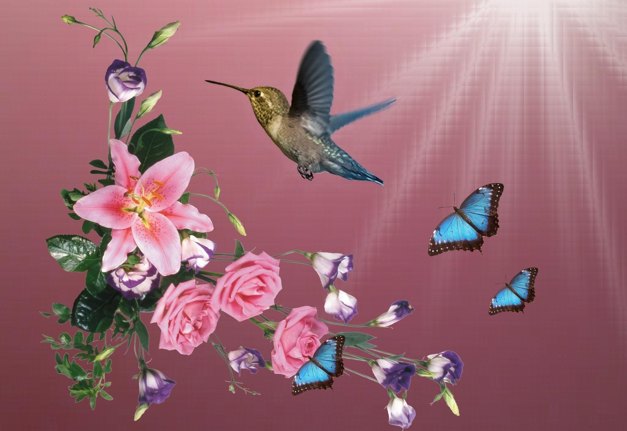 Hummingbirds and Butterflies Wallpapers - Top Free Hummingbirds and ...