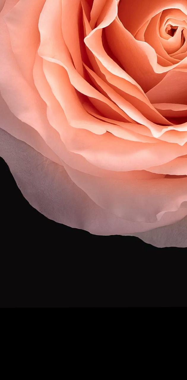 Coral Roses Wallpapers - Top Free Coral Roses Backgrounds - WallpaperAccess