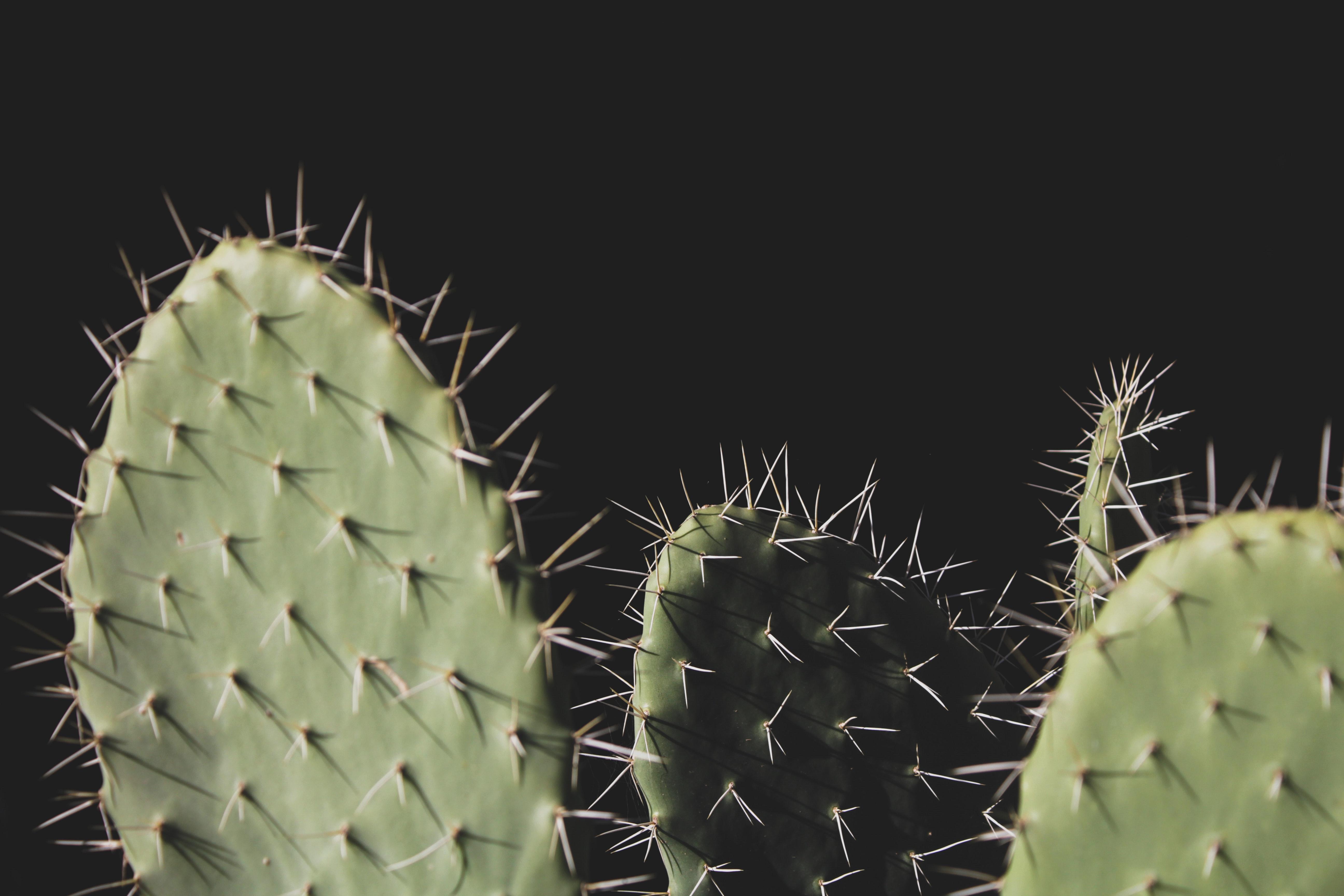 Cactus PC Wallpapers - Top Free Cactus PC Backgrounds - WallpaperAccess
