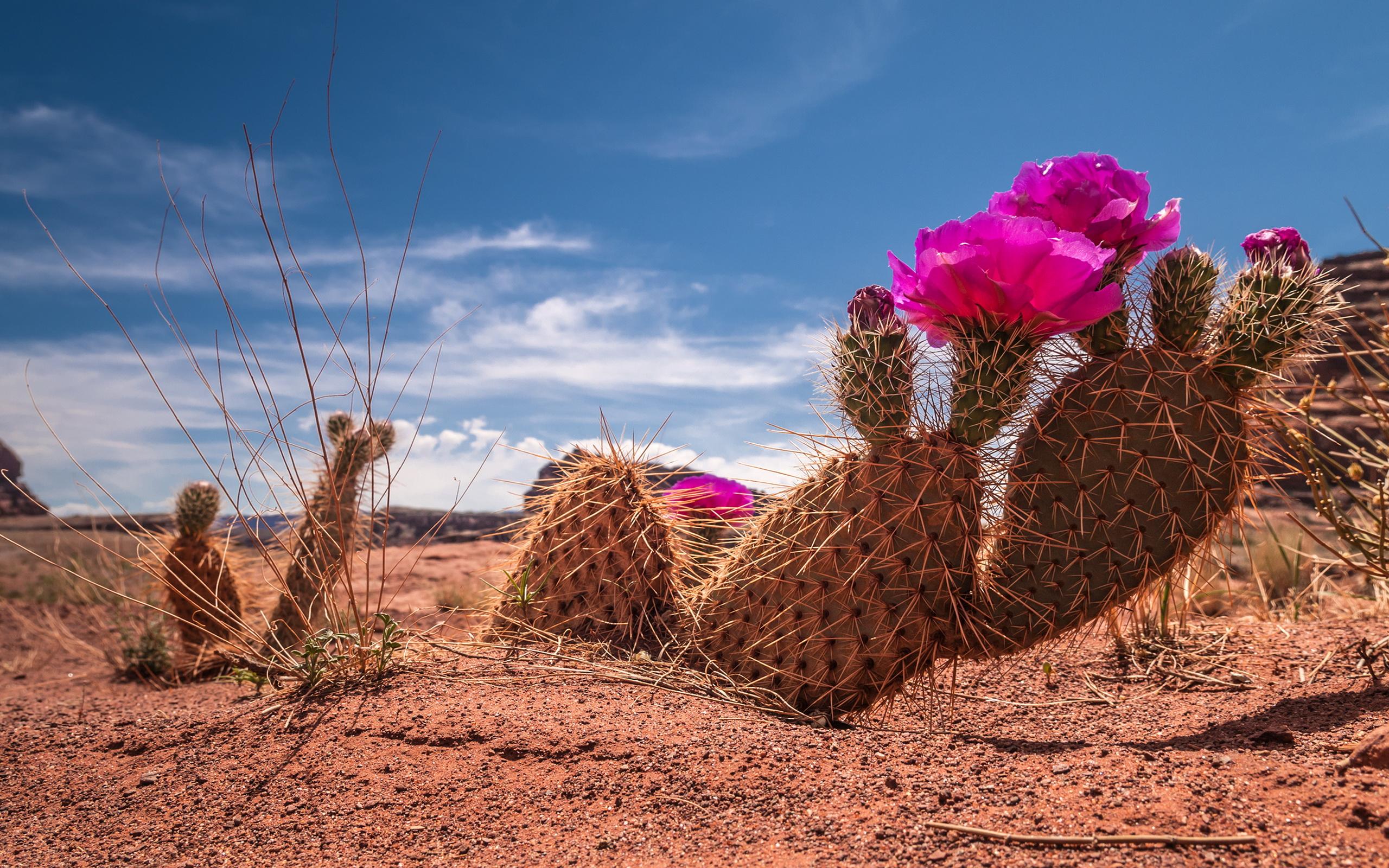 Cactus PC Wallpapers - Top Free Cactus PC Backgrounds - WallpaperAccess