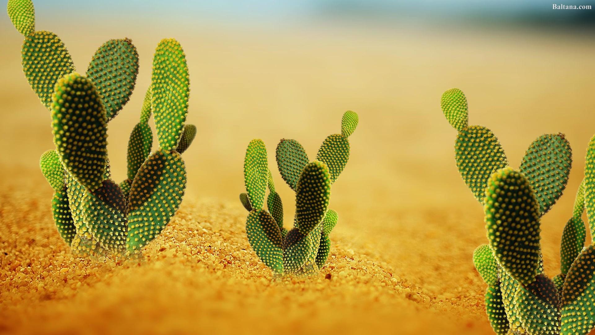 Cactus PC Wallpapers - Top Free Cactus PC Backgrounds - WallpaperAccess
