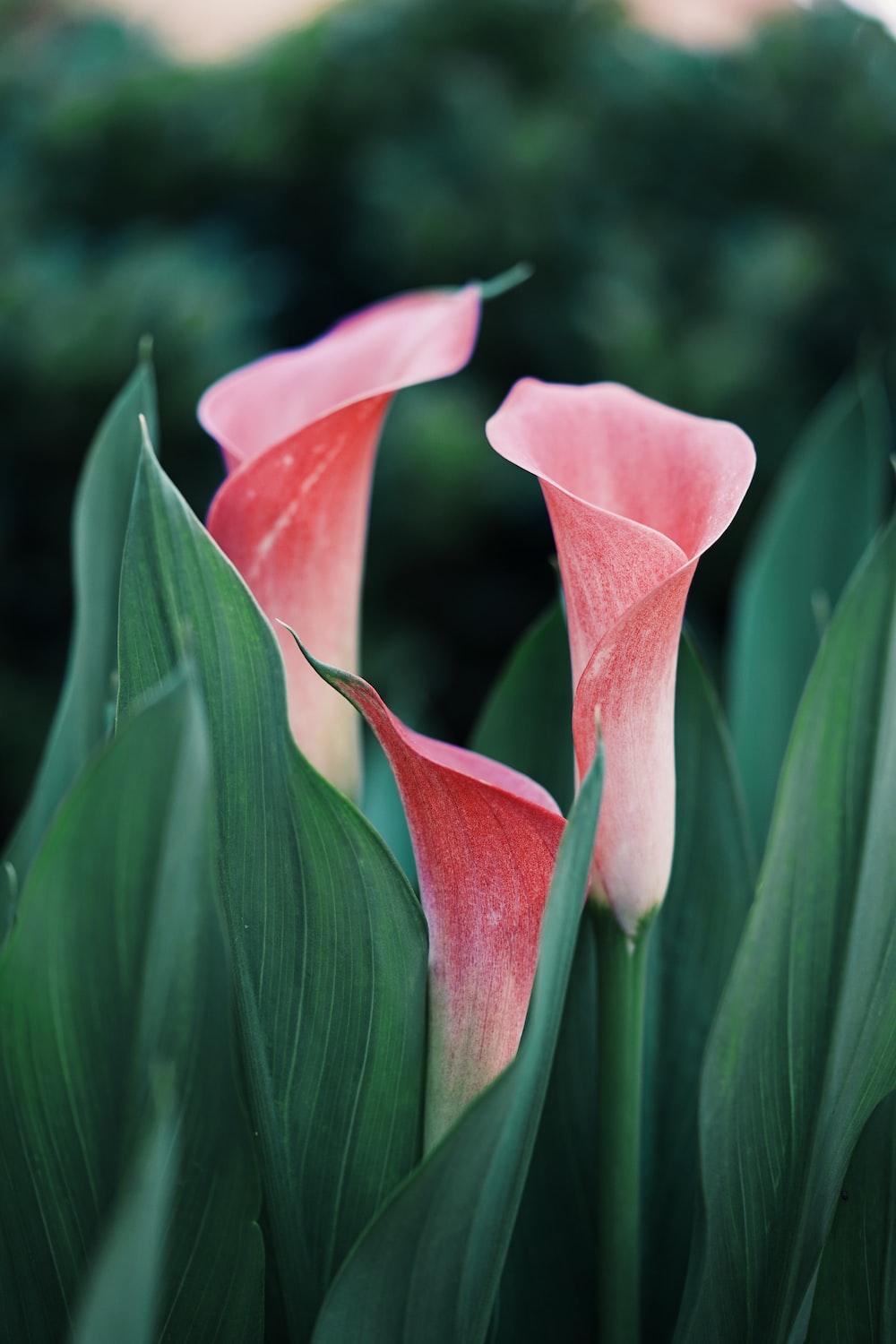 Calla Lily Flower Wallpapers - Top Free Calla Lily Flower Backgrounds ...