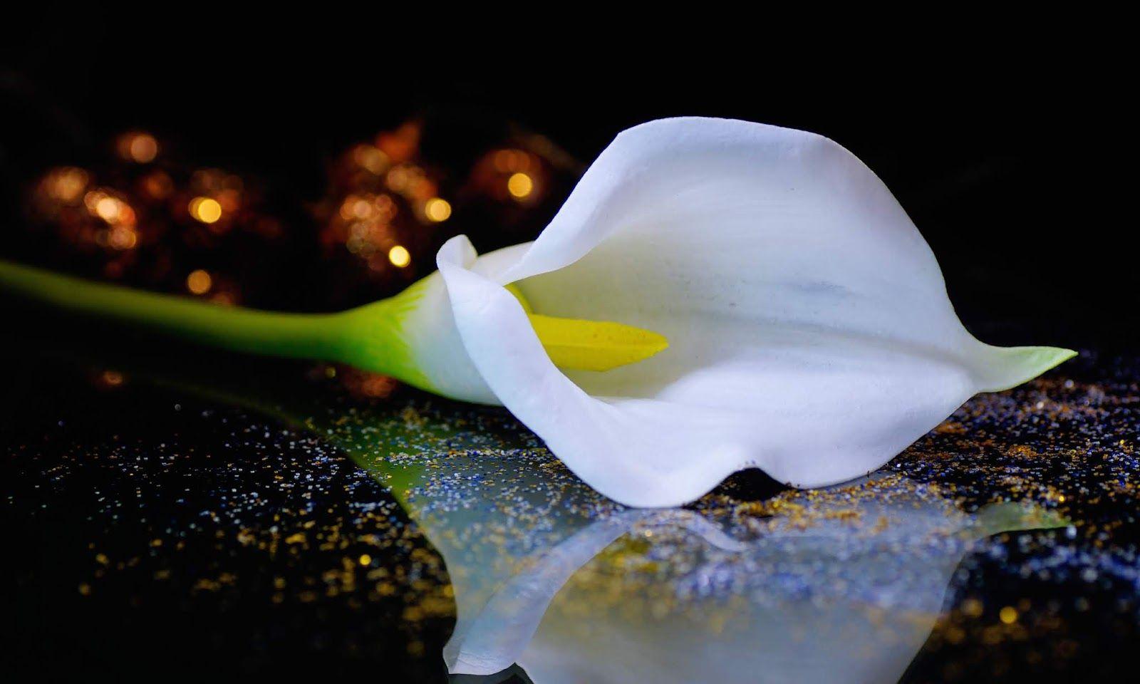 Calla Lily Flower Wallpapers - Top Free Calla Lily Flower Backgrounds ...