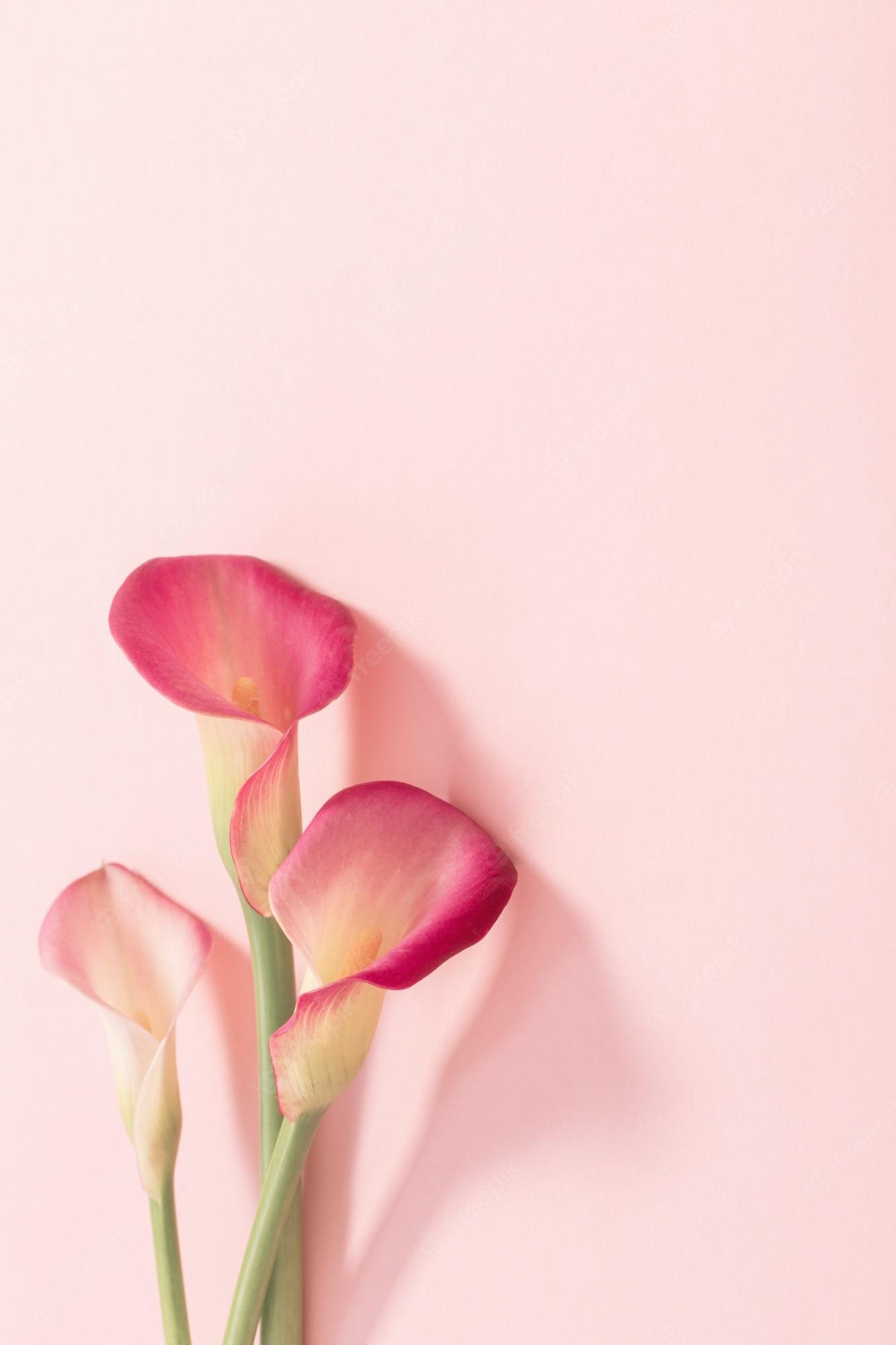 Calla Lily Flower Wallpapers - Top Free Calla Lily Flower Backgrounds ...