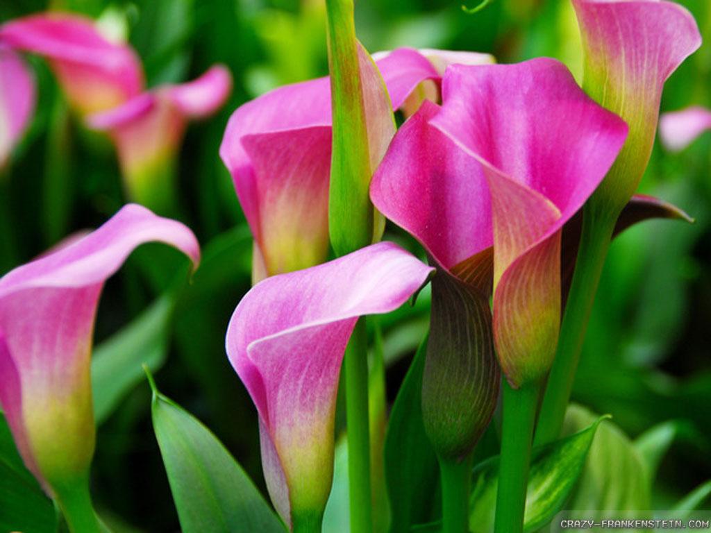 Calla Lily Flower Wallpapers - Top Free Calla Lily Flower Backgrounds ...