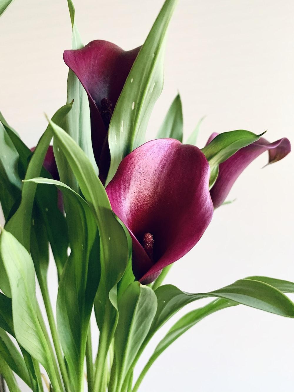 Calla Lily Flower Wallpapers - Top Free Calla Lily Flower Backgrounds ...