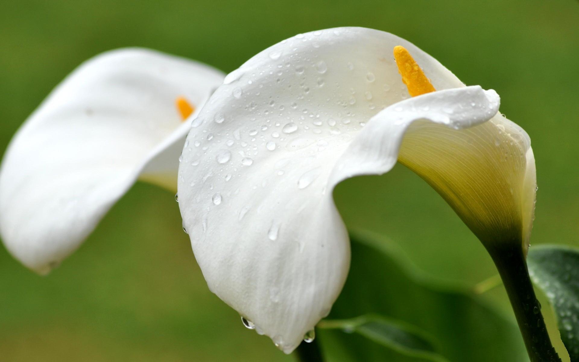 Calla Lily Flower Wallpapers - Top Free Calla Lily Flower Backgrounds ...