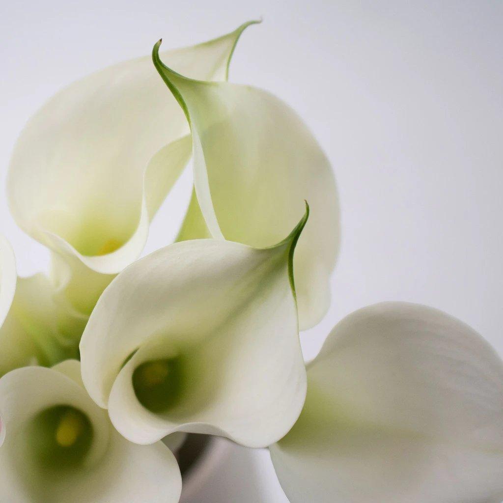 Calla Lily Flower Wallpapers - Top Free Calla Lily Flower Backgrounds ...