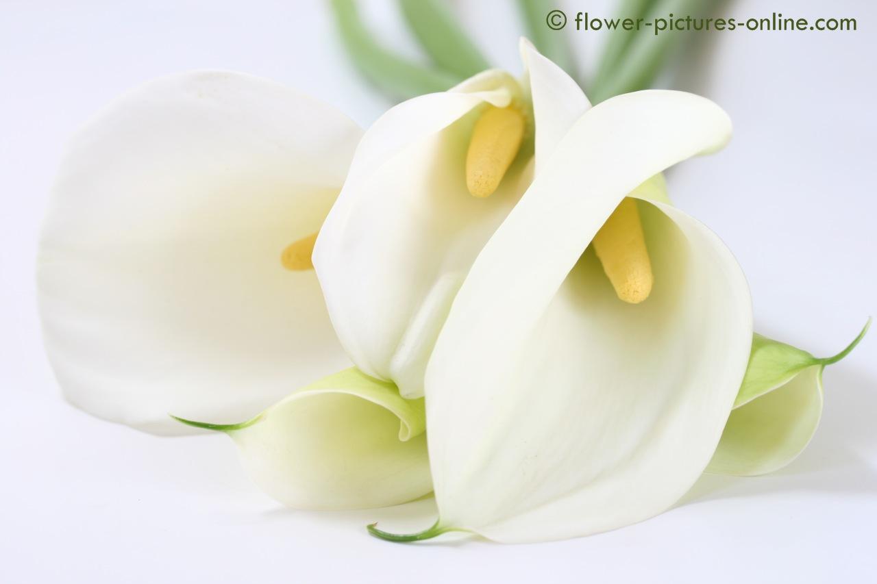 Calla Lily Flower Wallpapers - Top Free Calla Lily Flower Backgrounds ...