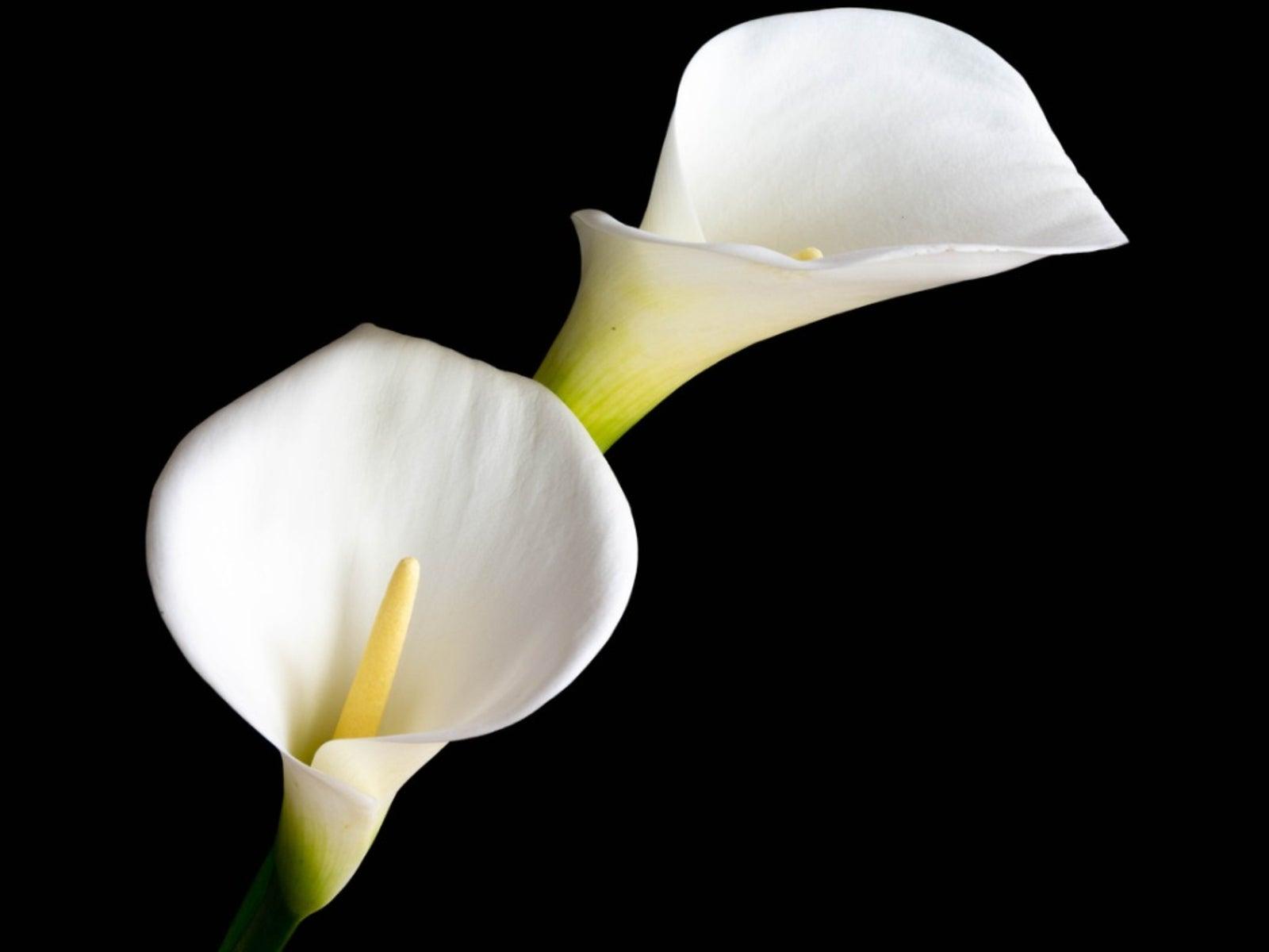 Calla Lily Flower Wallpapers - Top Free Calla Lily Flower Backgrounds ...