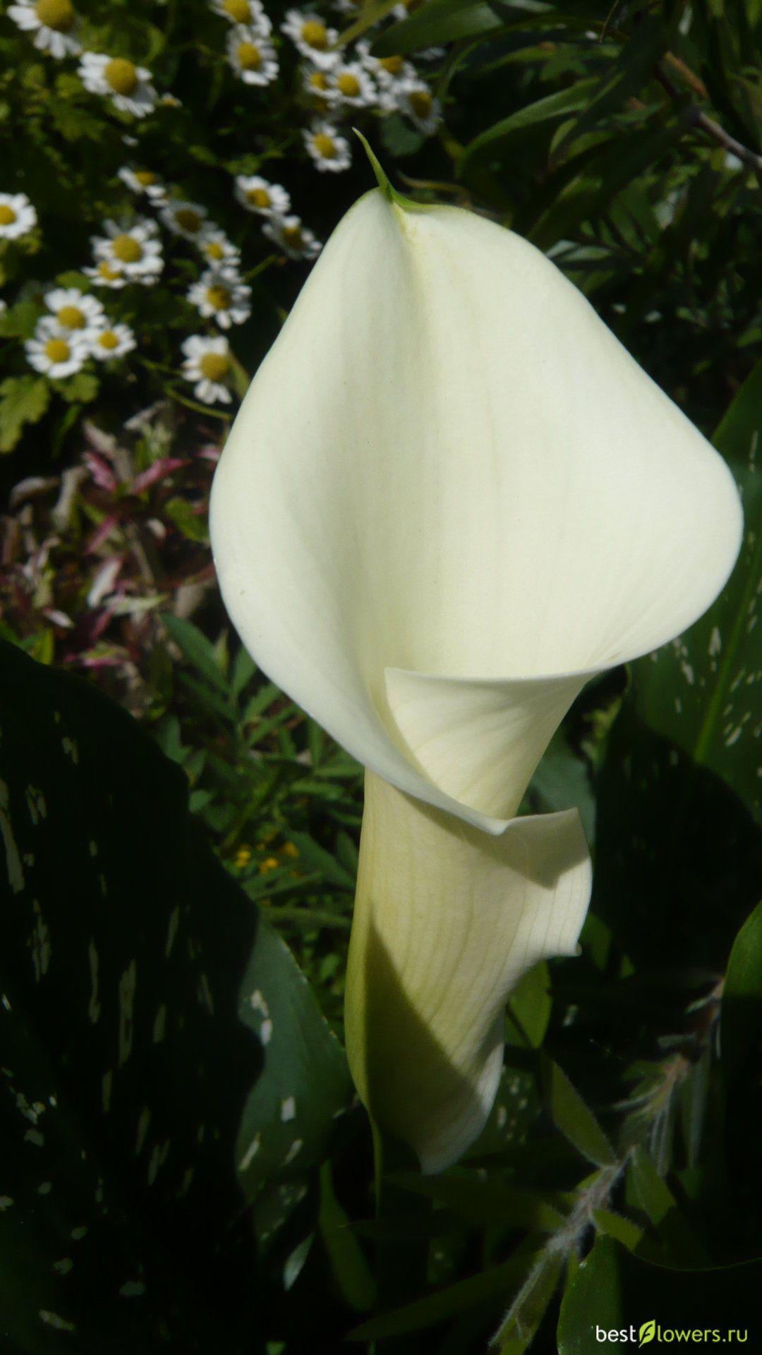 Calla Lily Flower Wallpapers - Top Free Calla Lily Flower Backgrounds ...