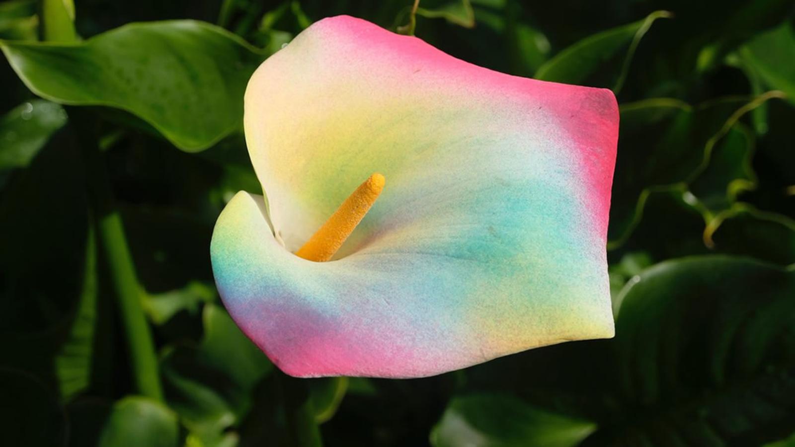 Calla Lily Flower Wallpapers - Top Free Calla Lily Flower Backgrounds ...