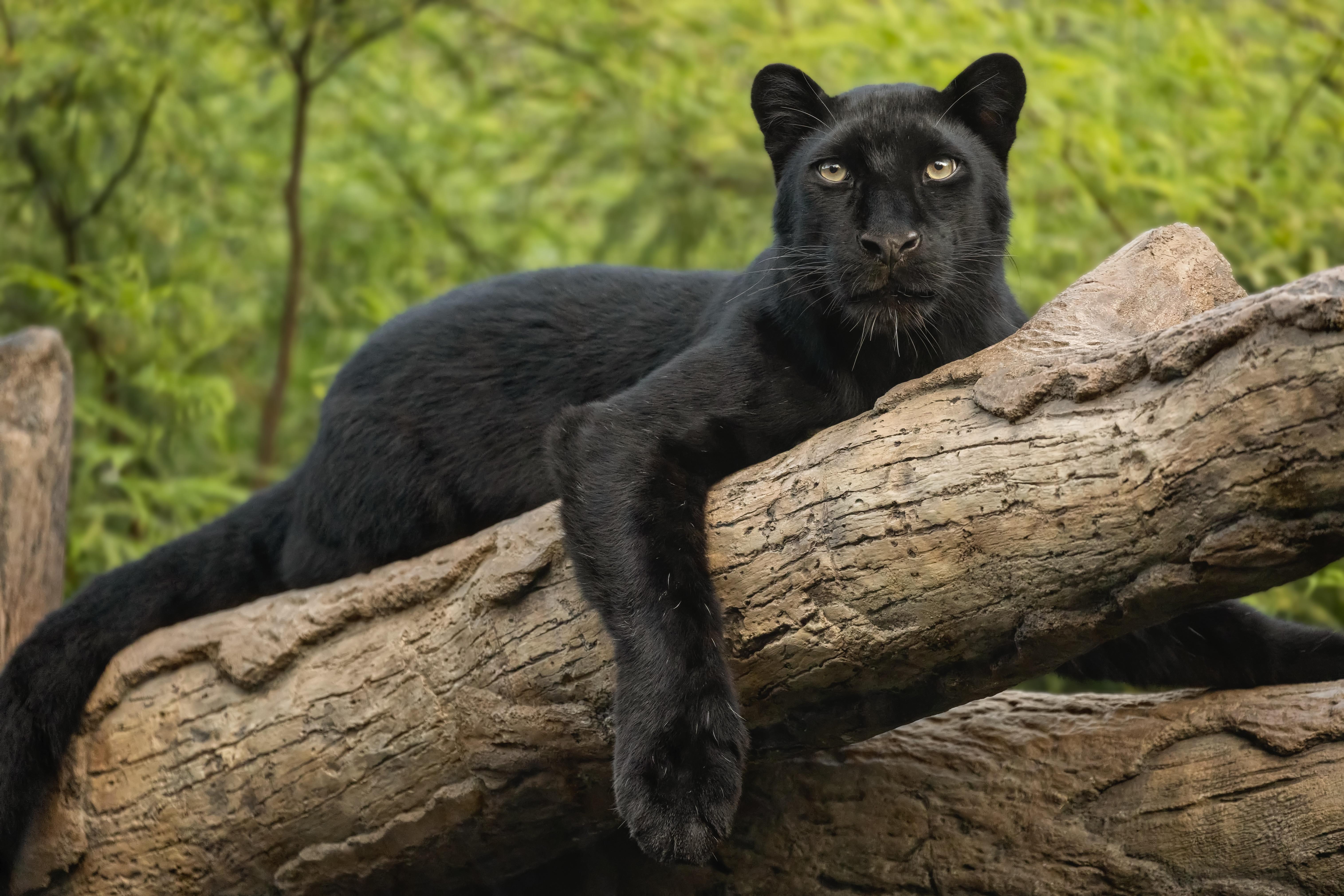 Black Panther Tree Wallpapers - Top Free Black Panther Tree Backgrounds ...