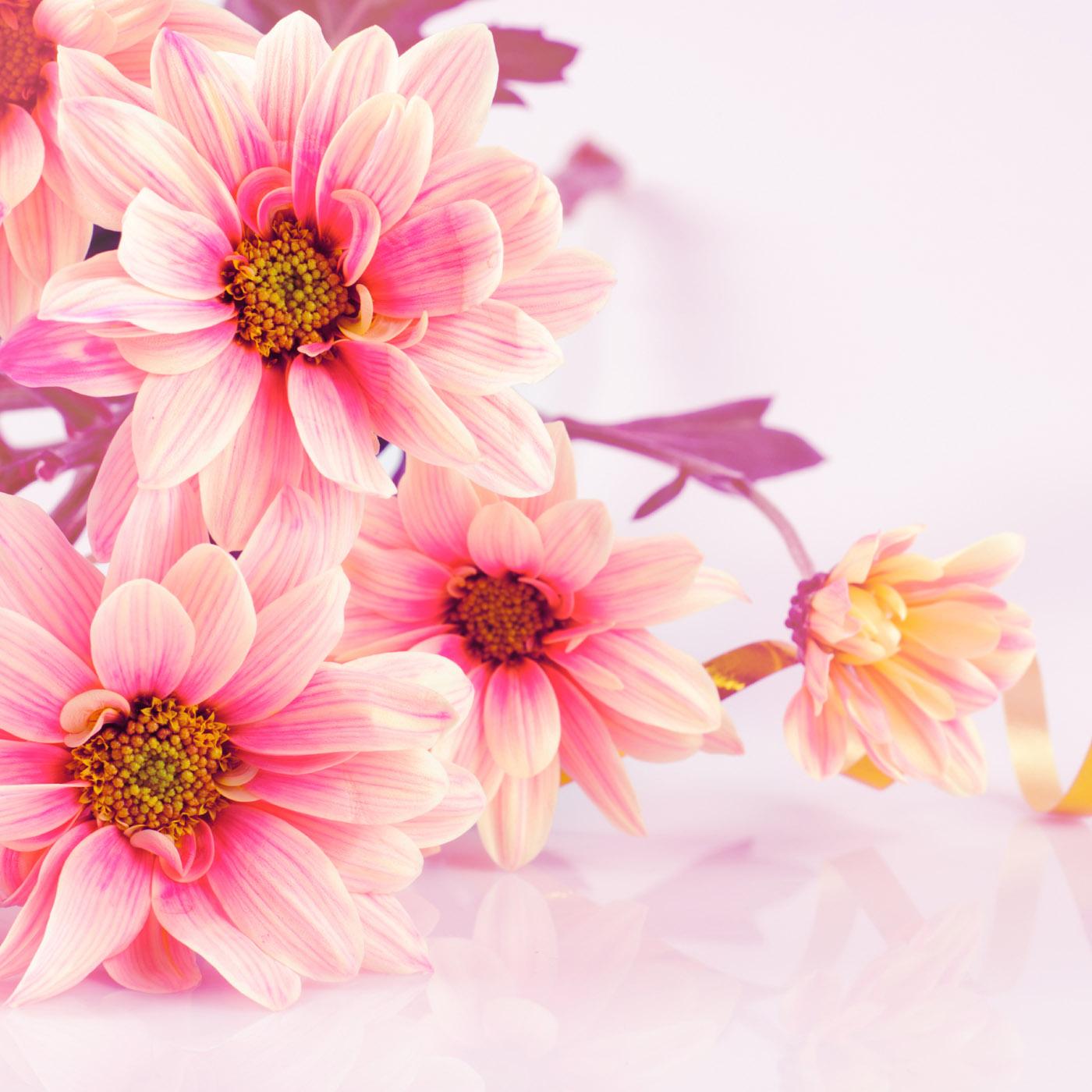 1400x1400 Wallpapers Top Free 1400x1400 Backgrounds Wallpaperaccess