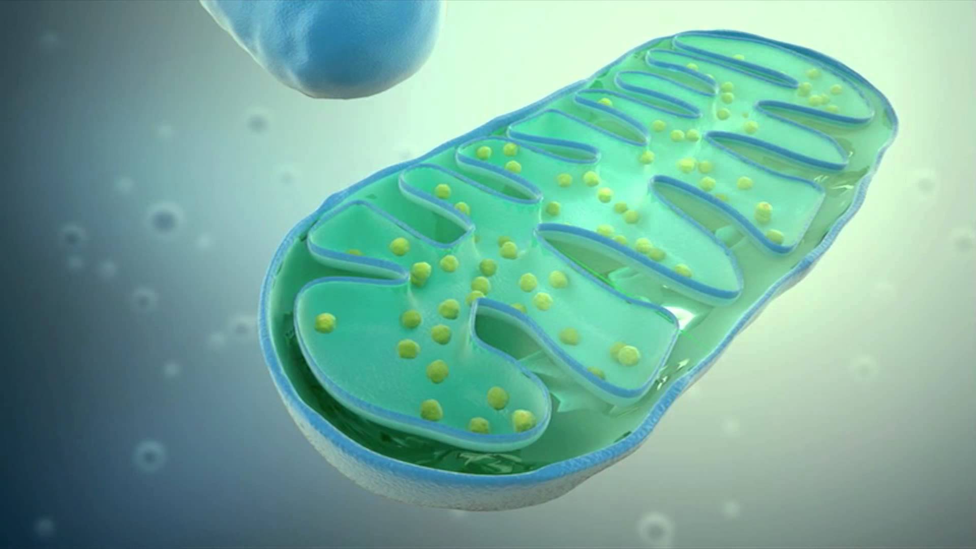 Mitochondria Wallpapers - Top Free Mitochondria Backgrounds ...