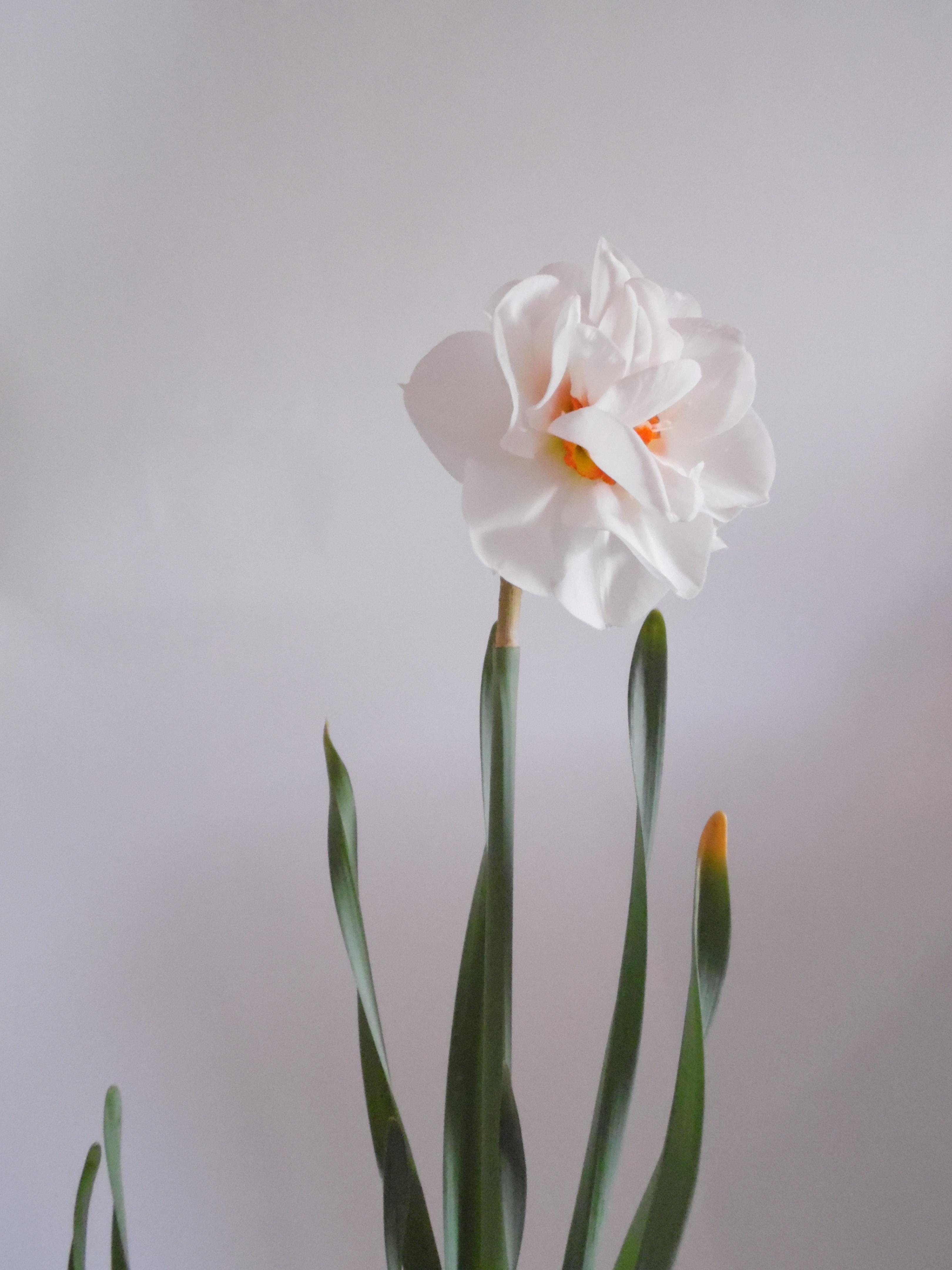 Narcissus Flower Wallpapers - Top Free Narcissus Flower Backgrounds ...