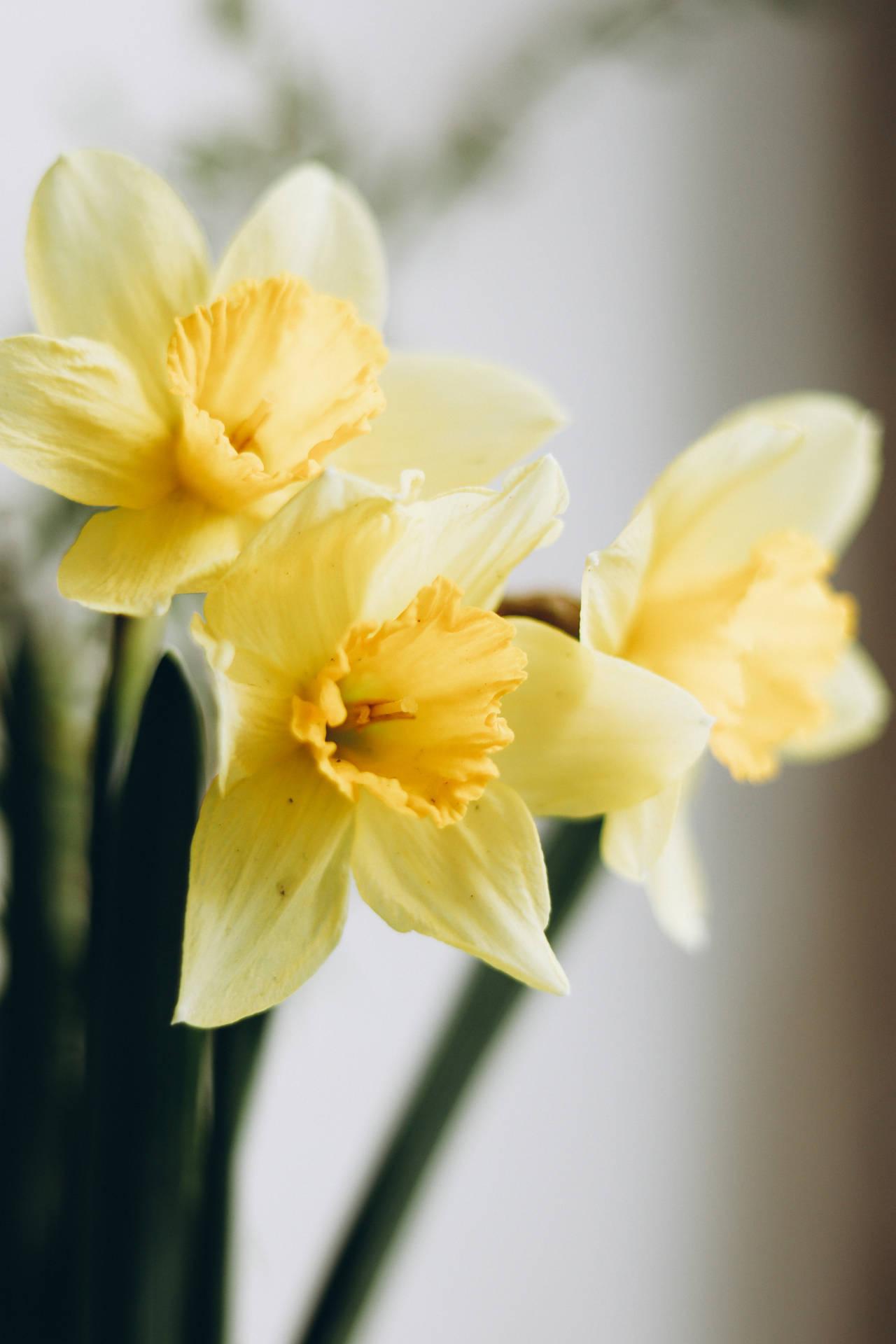 Narcissus Flower Wallpapers - Top Free Narcissus Flower Backgrounds ...