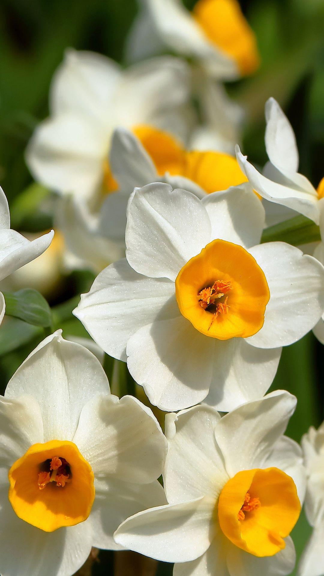 Narcissus Flower Wallpapers - Top Free Narcissus Flower Backgrounds ...