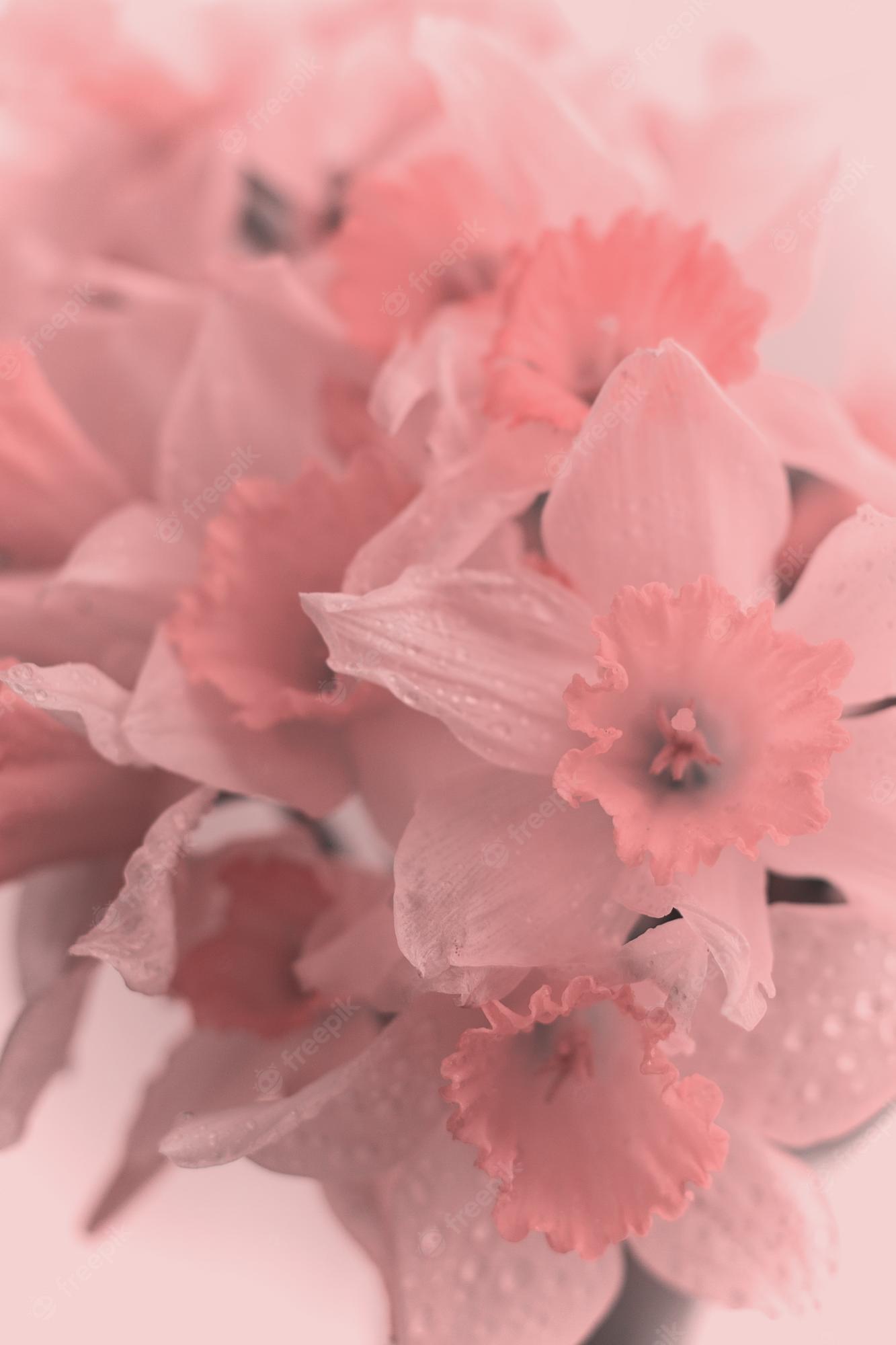 Narcissus Flower Wallpapers - Top Free Narcissus Flower Backgrounds ...