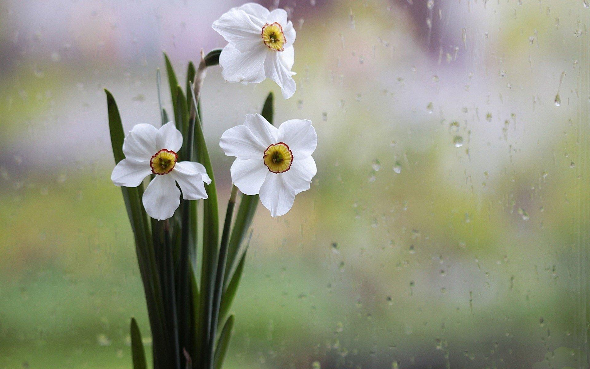 Narcissus Flower Wallpapers - Top Free Narcissus Flower Backgrounds ...