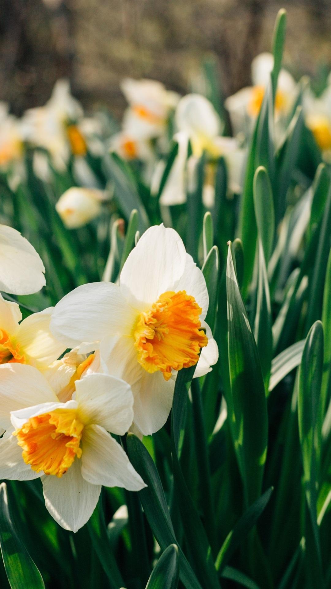 Narcissus Flower Wallpapers - Top Free Narcissus Flower Backgrounds ...