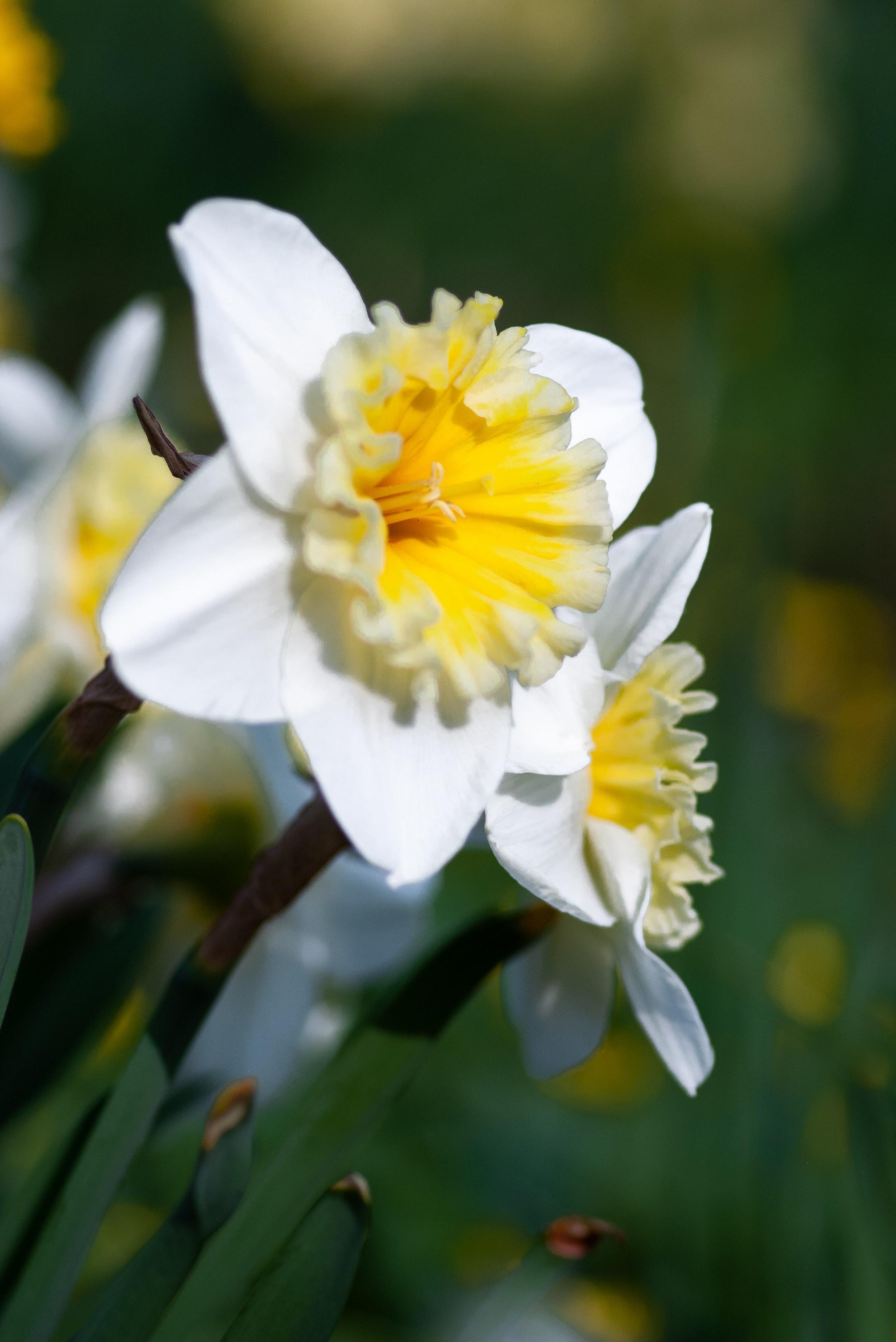 Narcissus Flower Wallpapers - Top Free Narcissus Flower Backgrounds ...