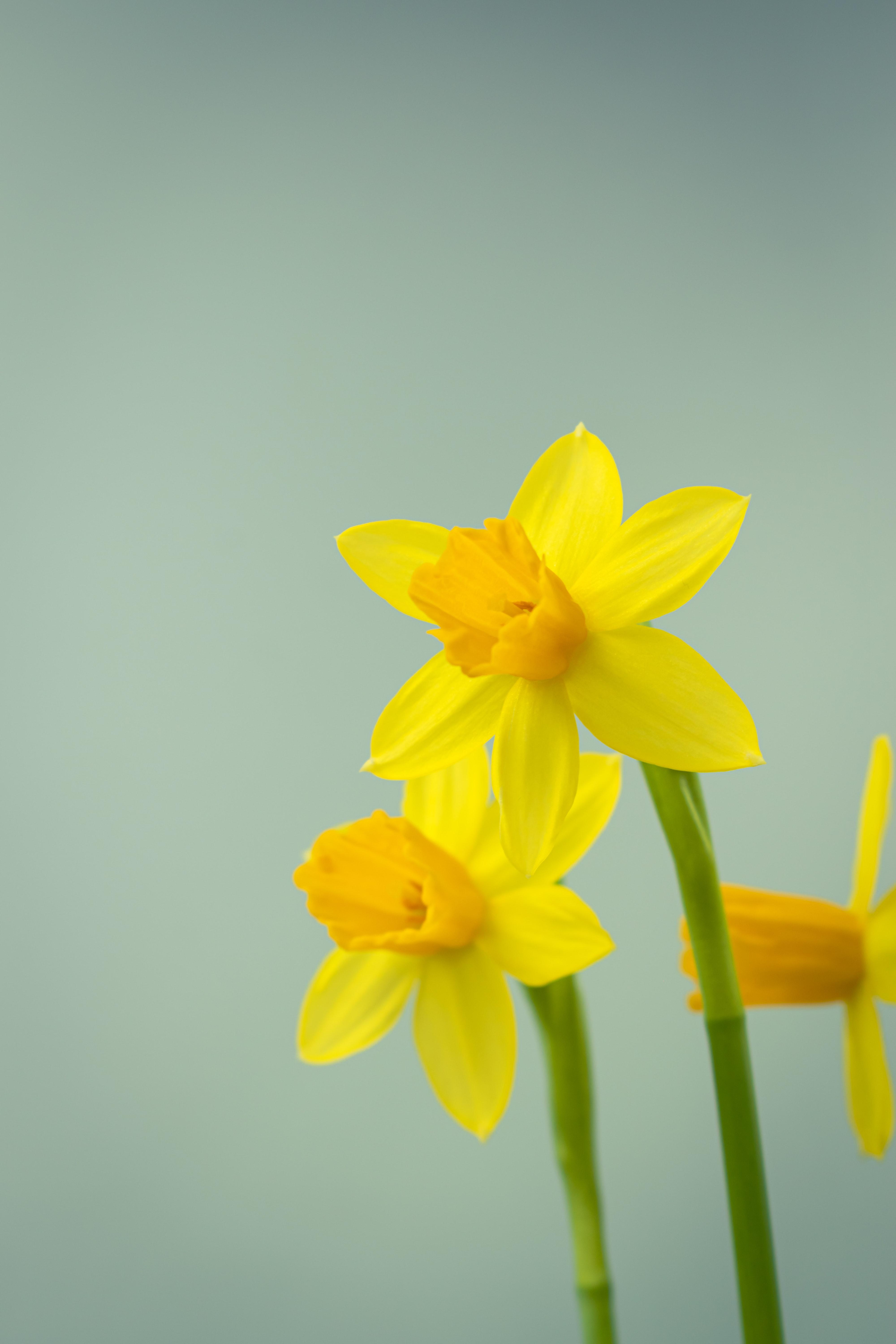 Narcissus Flower Wallpapers - Top Free Narcissus Flower Backgrounds - WallpaperAccess