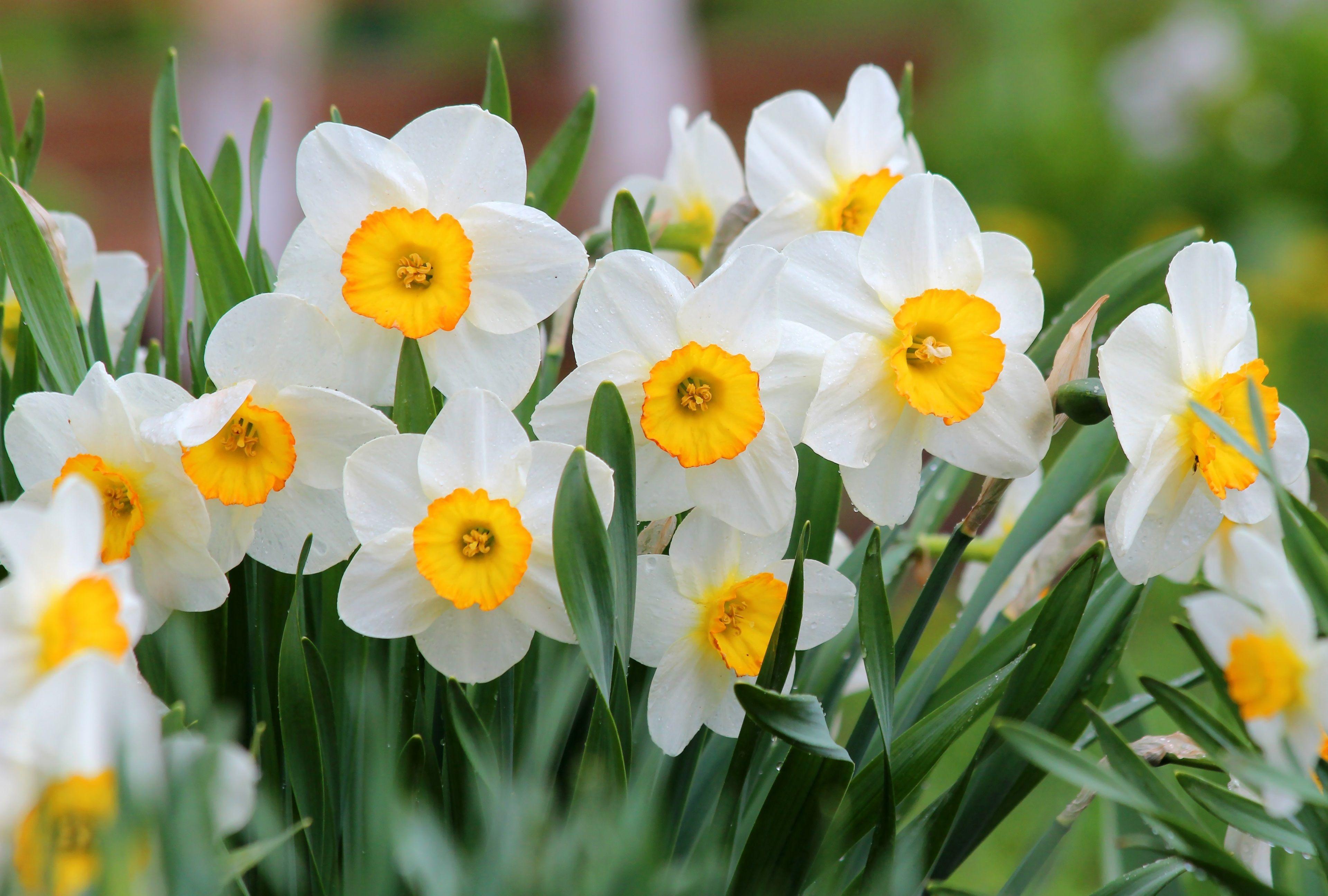 Narcissus Flower Wallpapers - Top Free Narcissus Flower Backgrounds ...