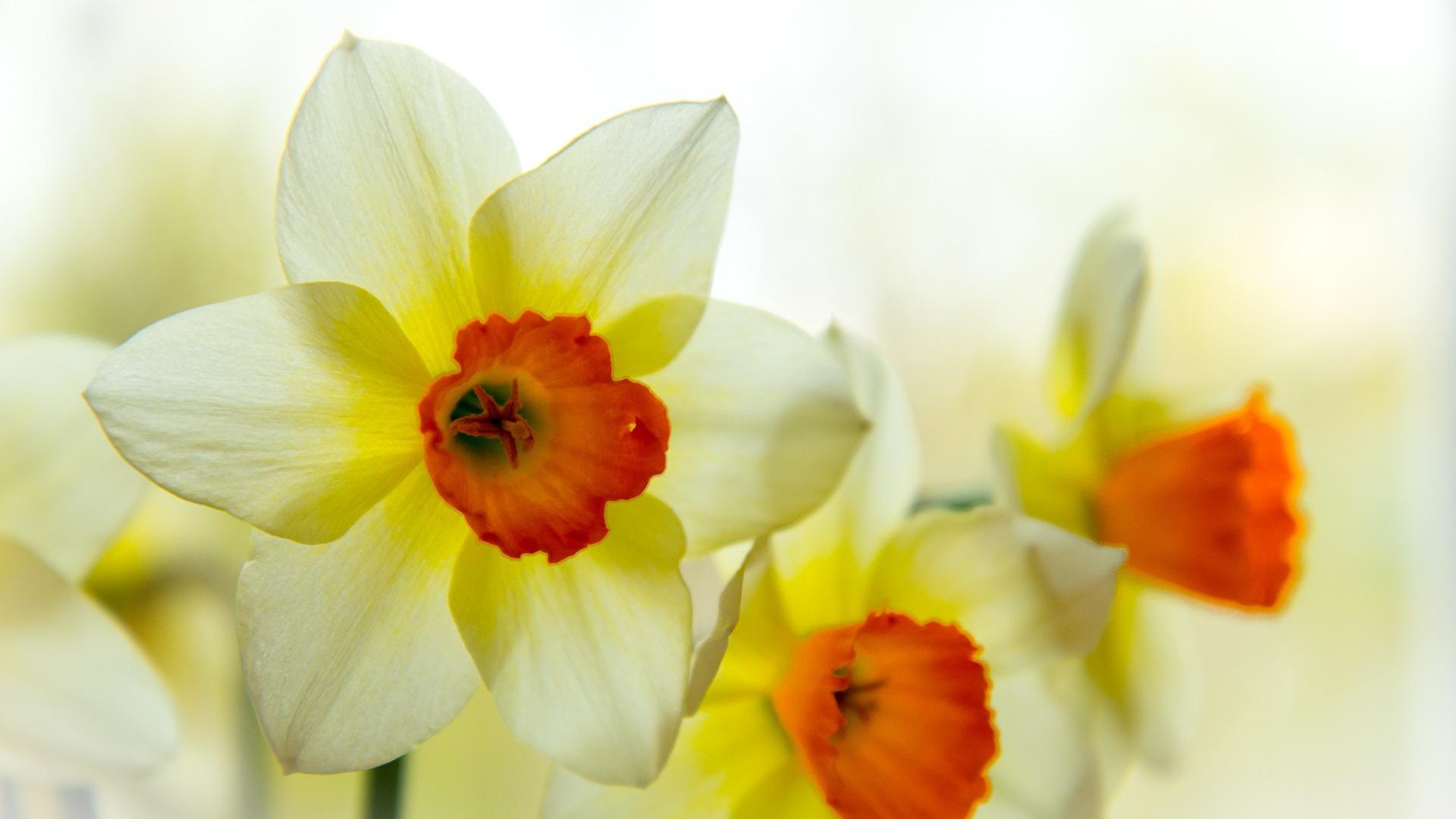 Narcissus Flower Wallpapers - Top Free Narcissus Flower Backgrounds ...