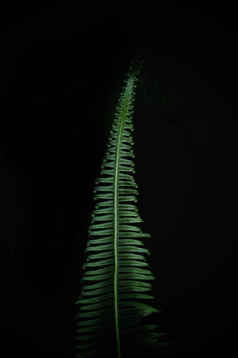 Green Amoled Wallpapers - Top Free Green Amoled Backgrounds ...