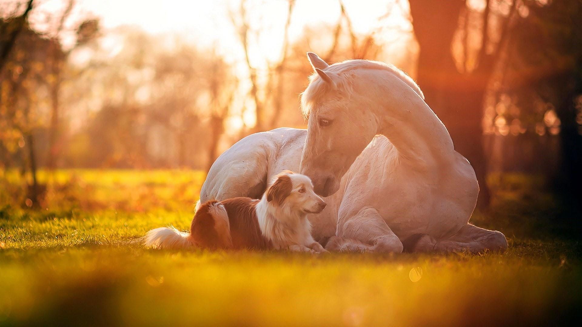 Aesthetic Horse Wallpapers - Top Free Aesthetic Horse Backgrounds ...