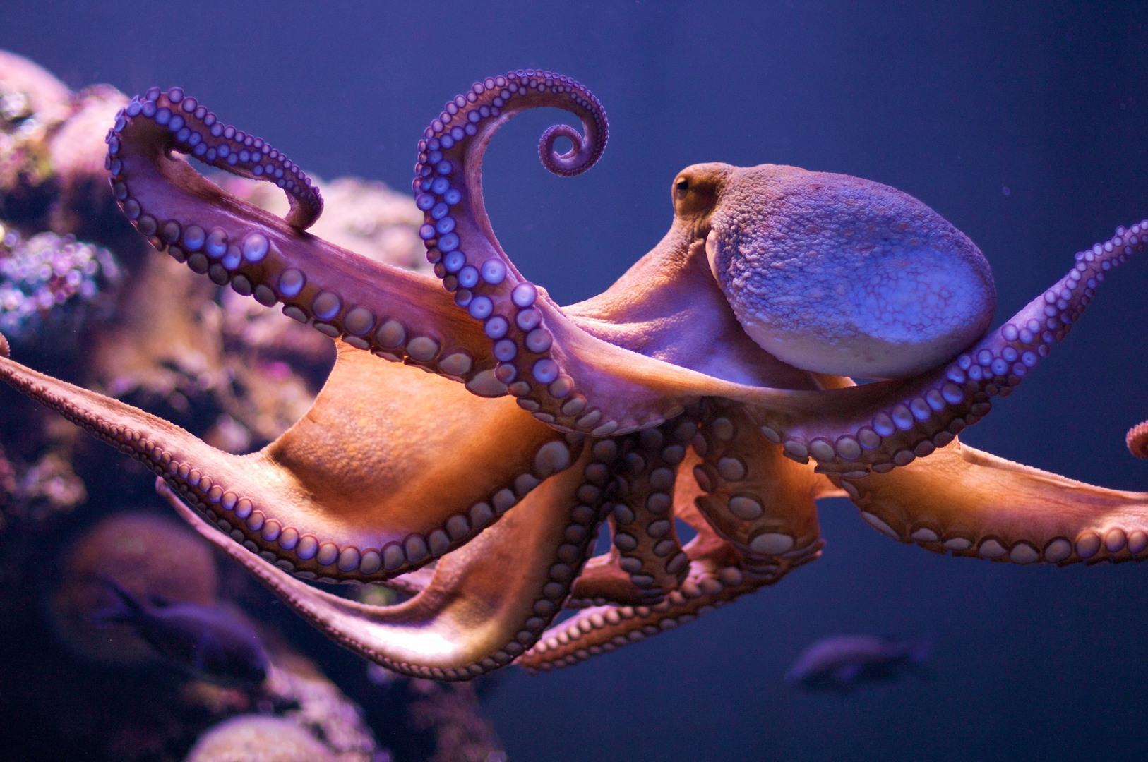 Octopus Desktop Wallpapers - Top Free Octopus Desktop Backgrounds ...