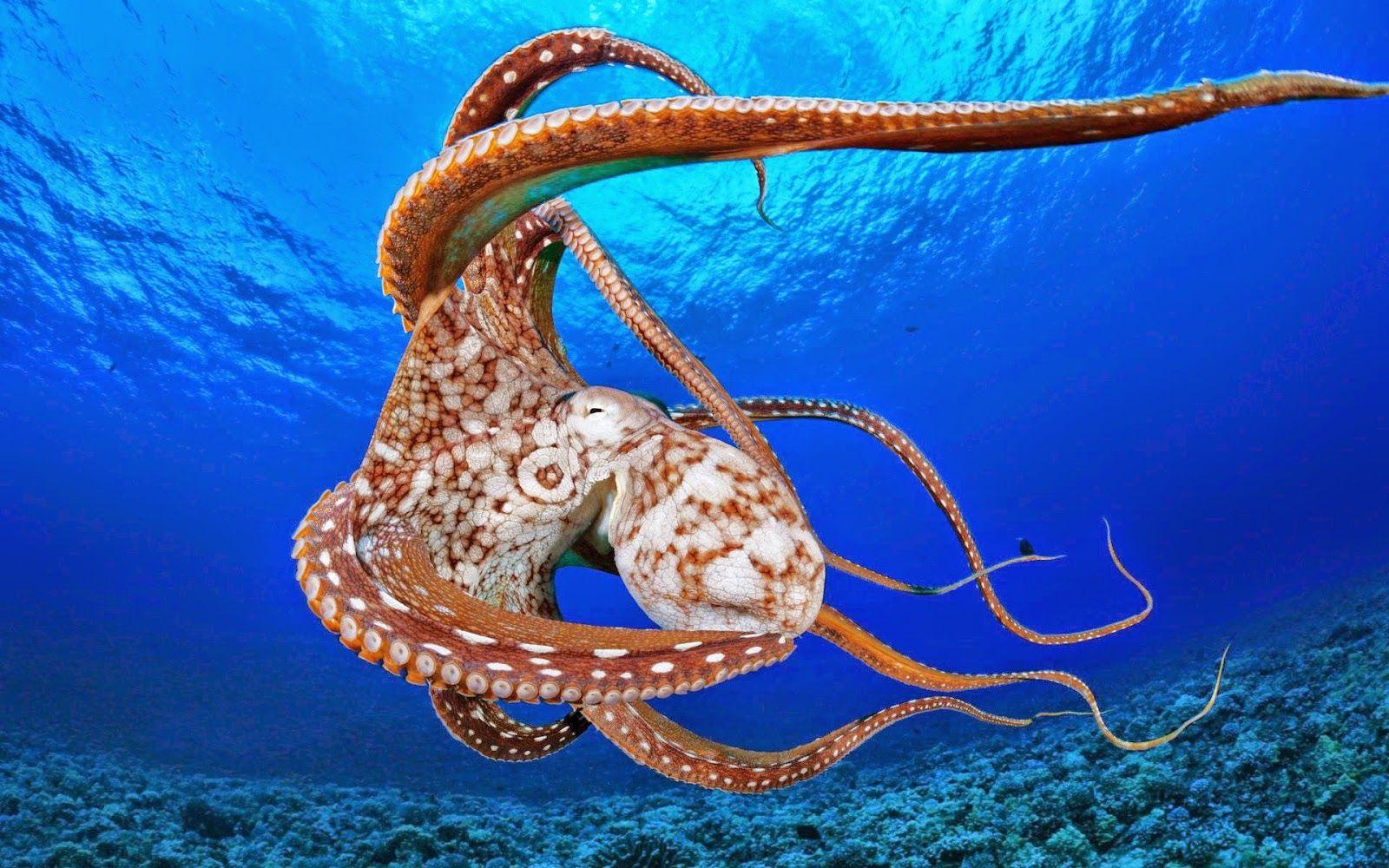 Octopus Desktop Wallpapers - Top Free Octopus Desktop Backgrounds ...