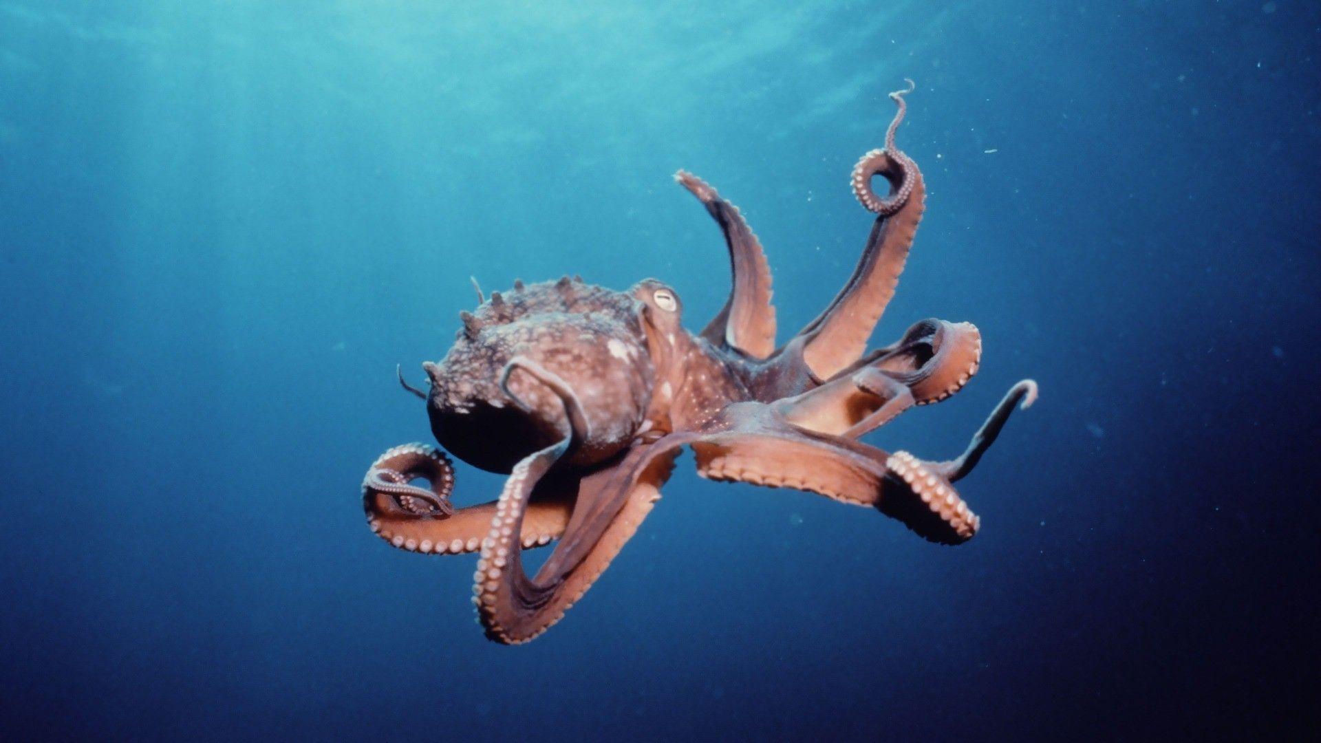 Octopus Desktop Wallpapers - Top Free Octopus Desktop Backgrounds ...