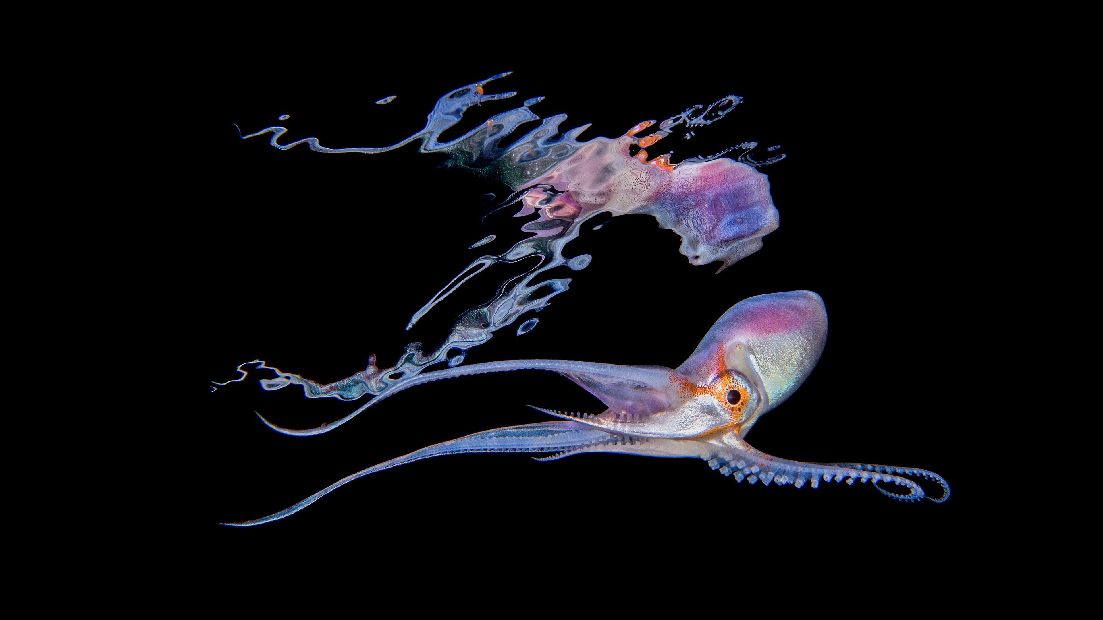 Octopus Desktop Wallpapers - Top Free Octopus Desktop Backgrounds ...